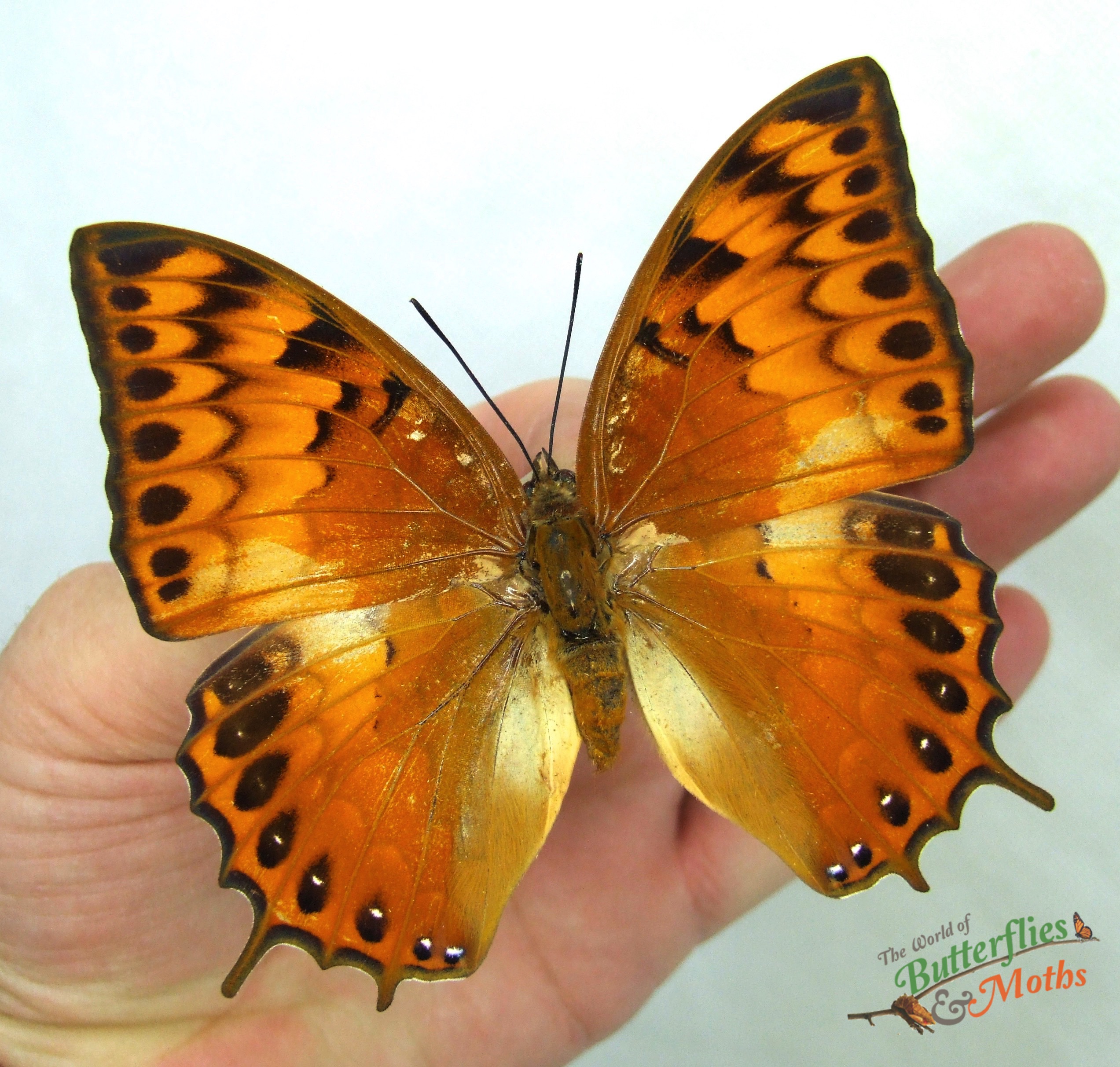 Charaxes latona The Orange Emperor BACAN SET Female - World of ...