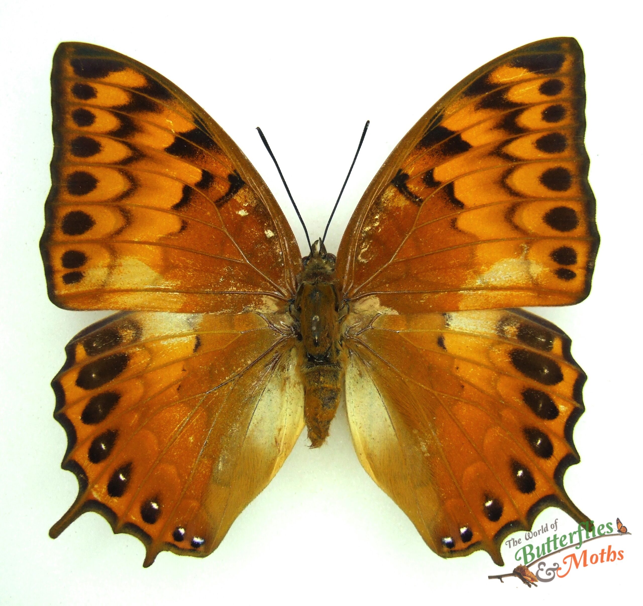 Charaxes latona The Orange Emperor BACAN SET Female - World of ...
