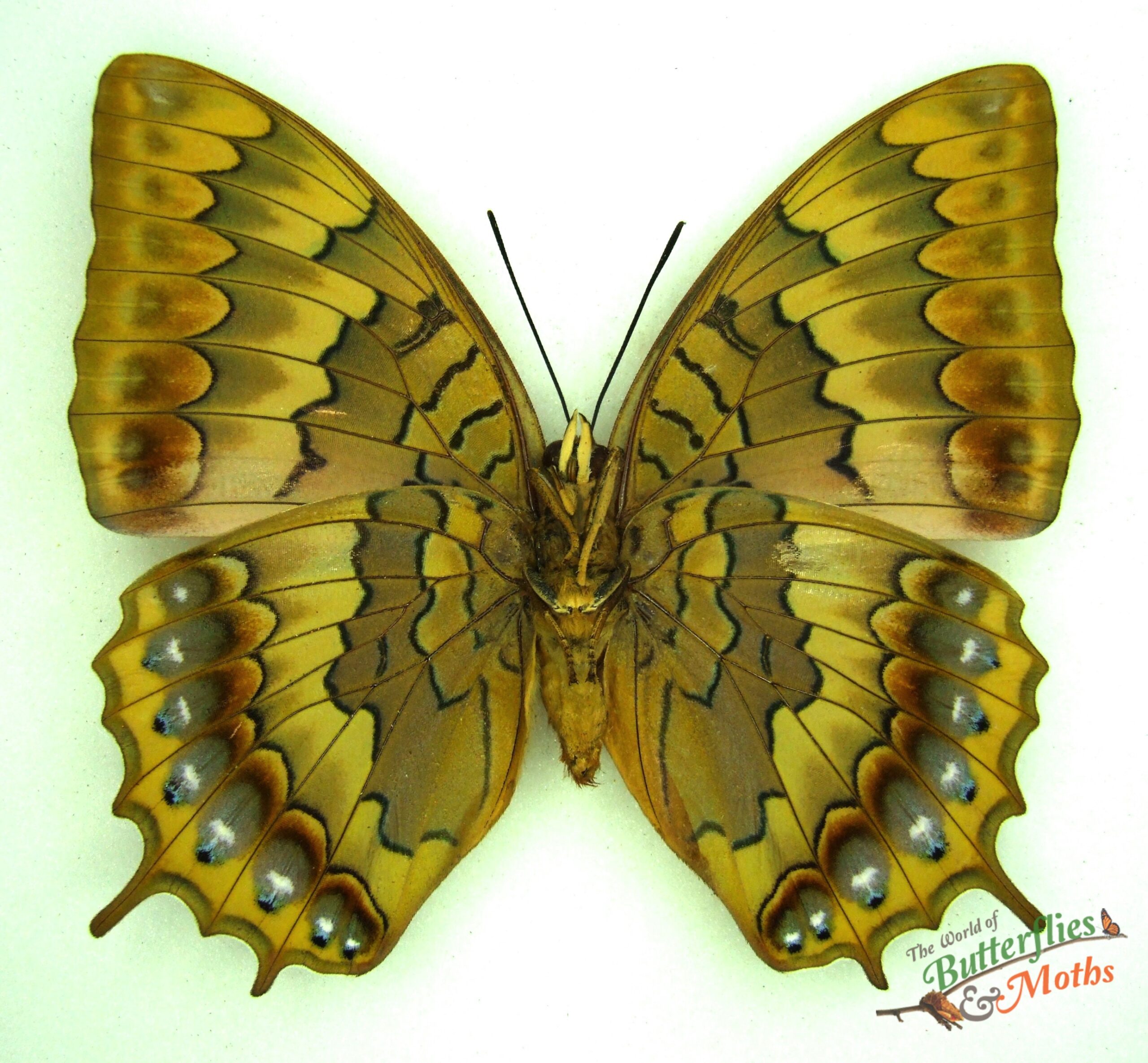 Charaxes latona The Orange Emperor BACAN SET Female - World of ...
