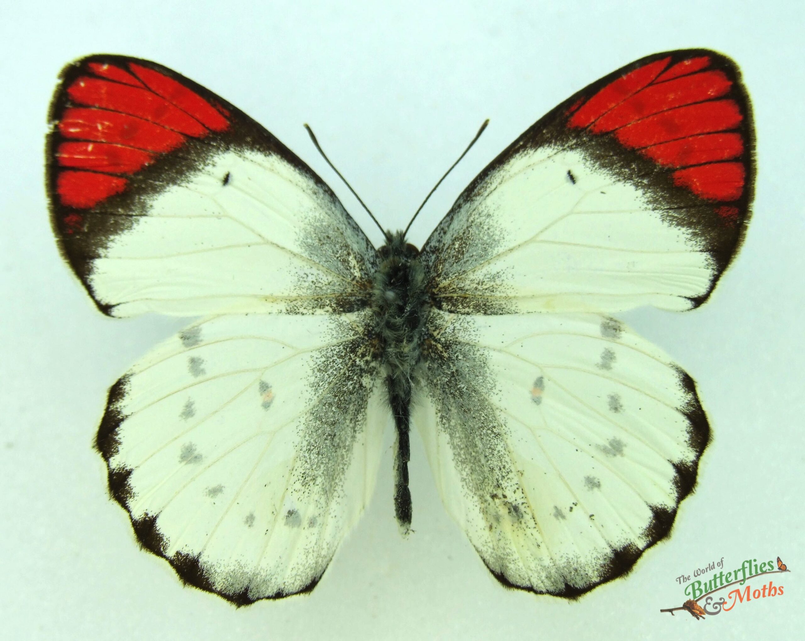 Colotis danae KENYA PH - World of Butterflies and Moths