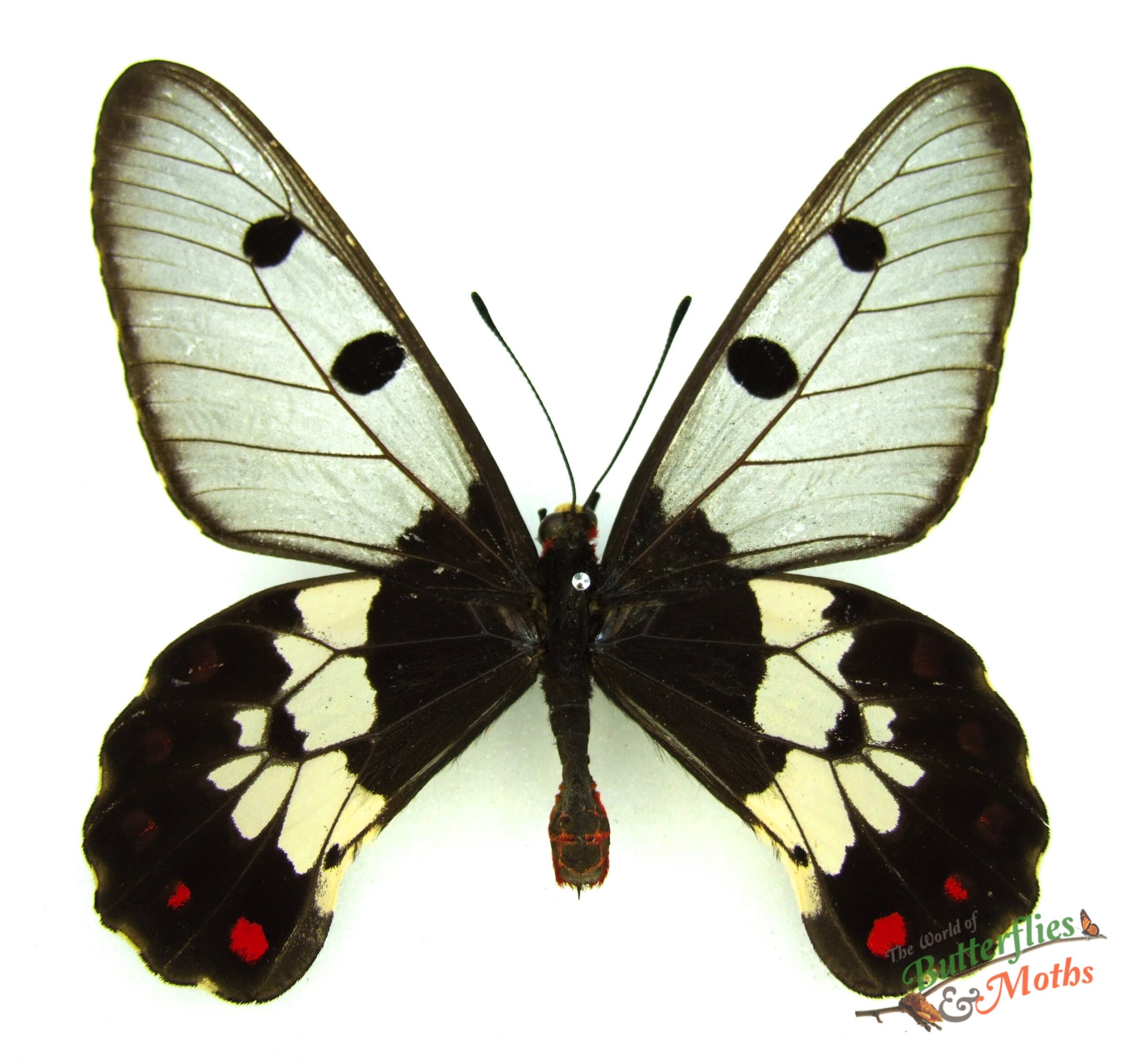 Cressida cressida insularis AUSTRALIA - World of Butterflies and Moths