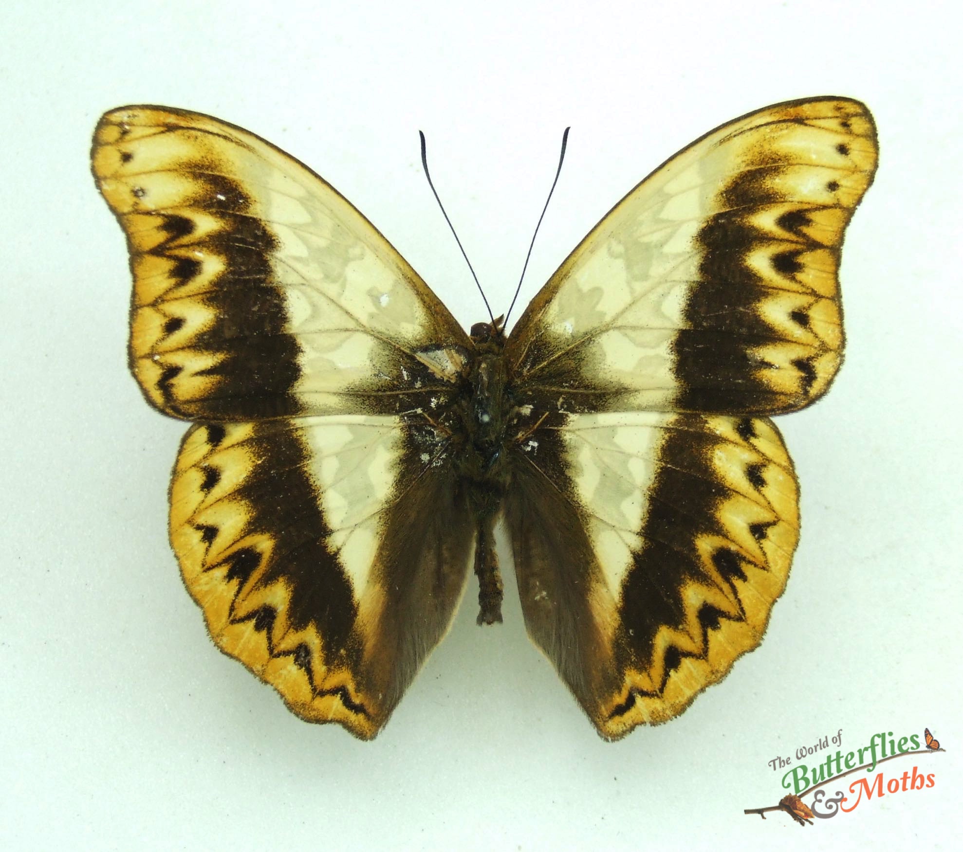 Cymothoe herminia Glider C.A.R - World of Butterflies and Moths