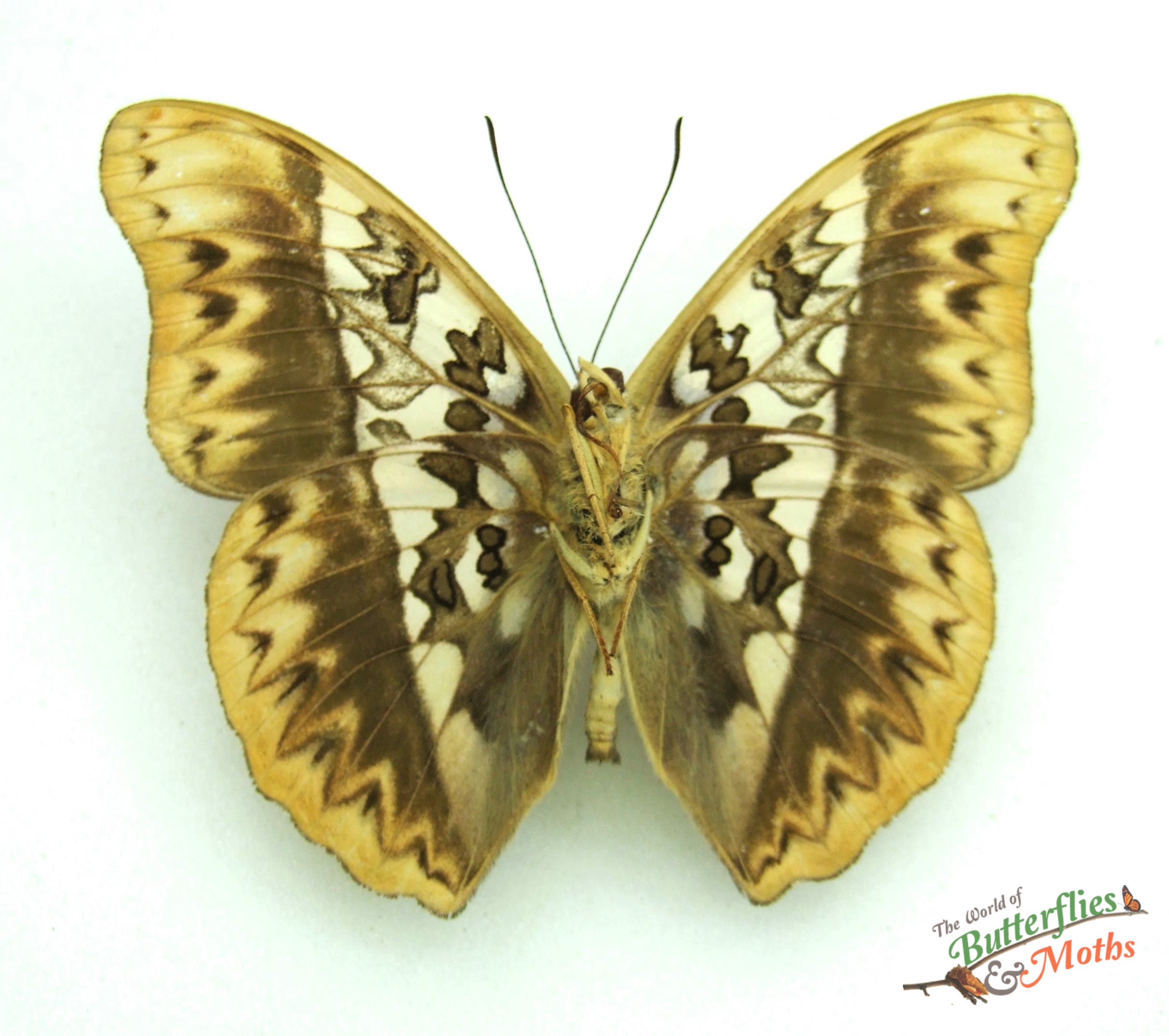 Cymothoe herminia Glider C.A.R - World of Butterflies and Moths