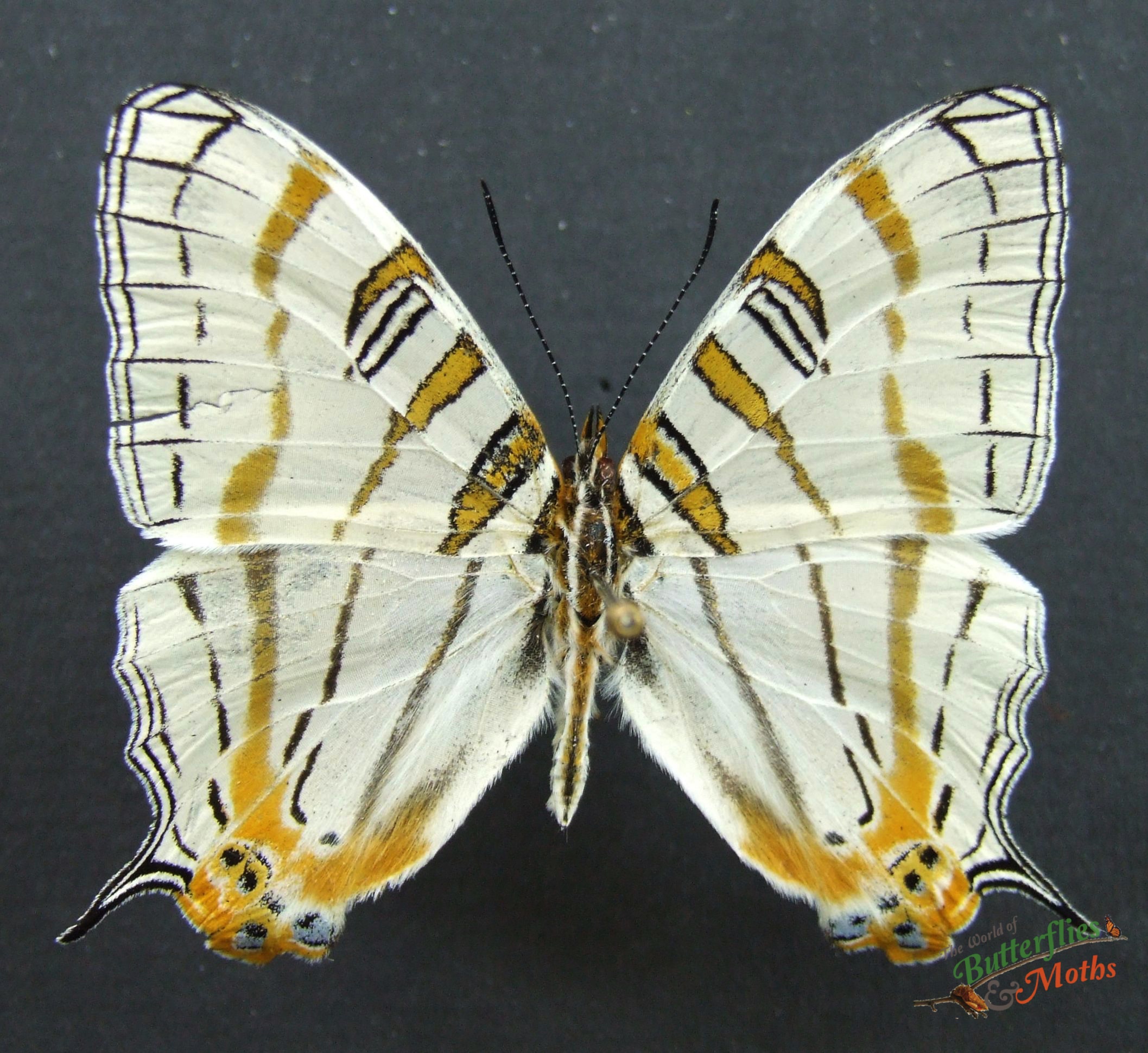 Wholesale Cyrestis camillus elegans MADAGASCAR - World of Butterflies ...