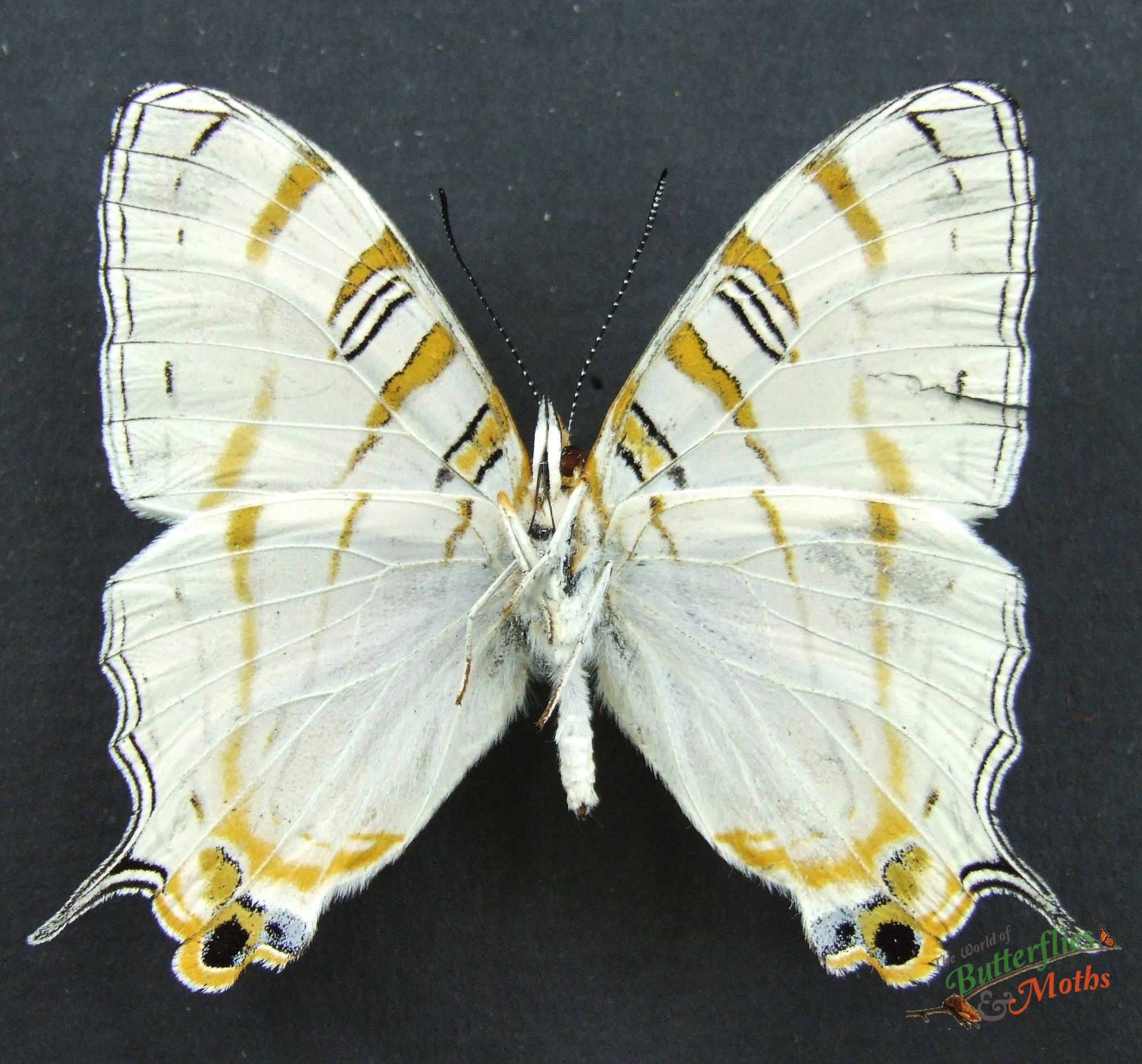 Wholesale Cyrestis camillus elegans MADAGASCAR - World of Butterflies ...