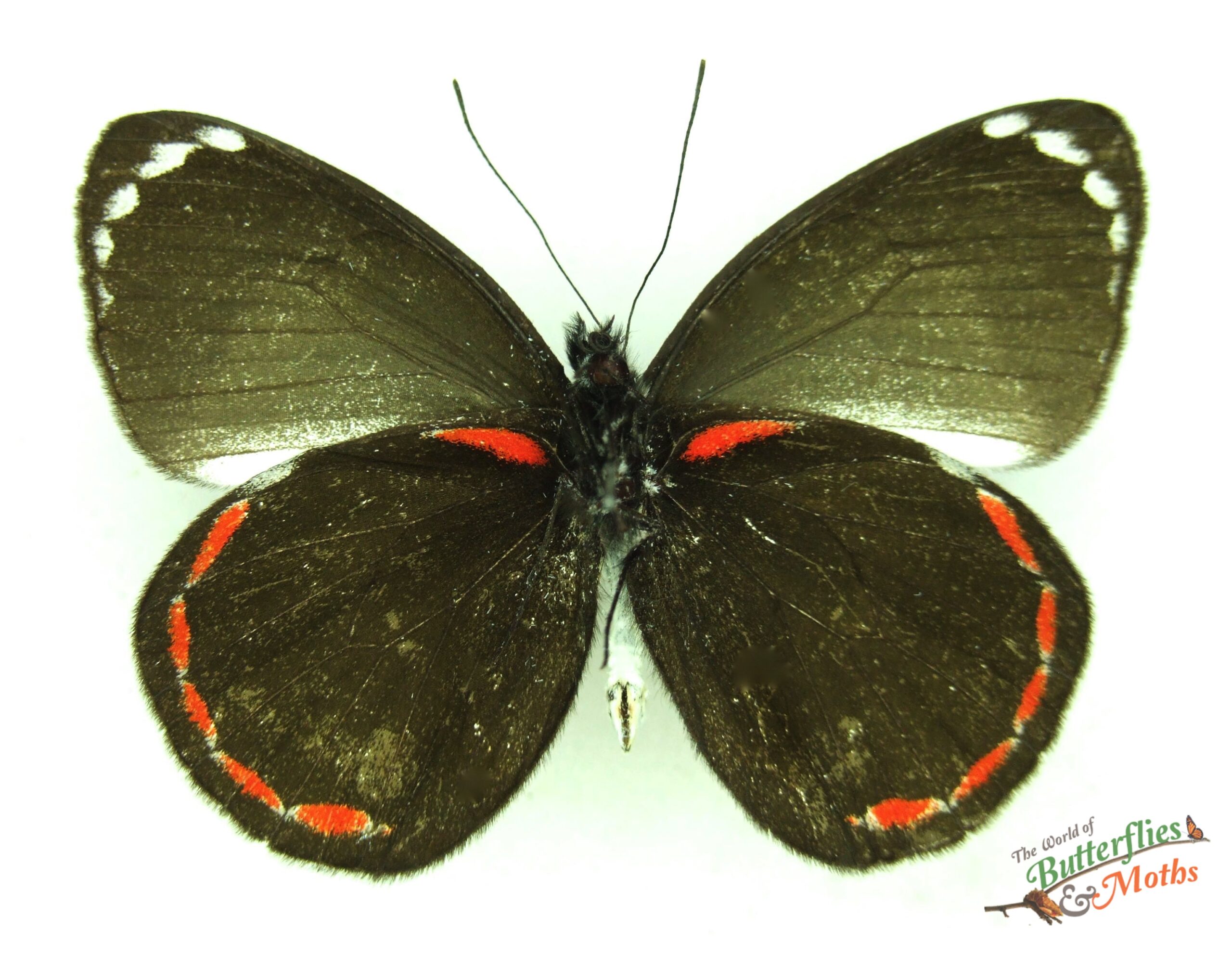 Delias caroli caroli INDONESIA - World of Butterflies and Moths