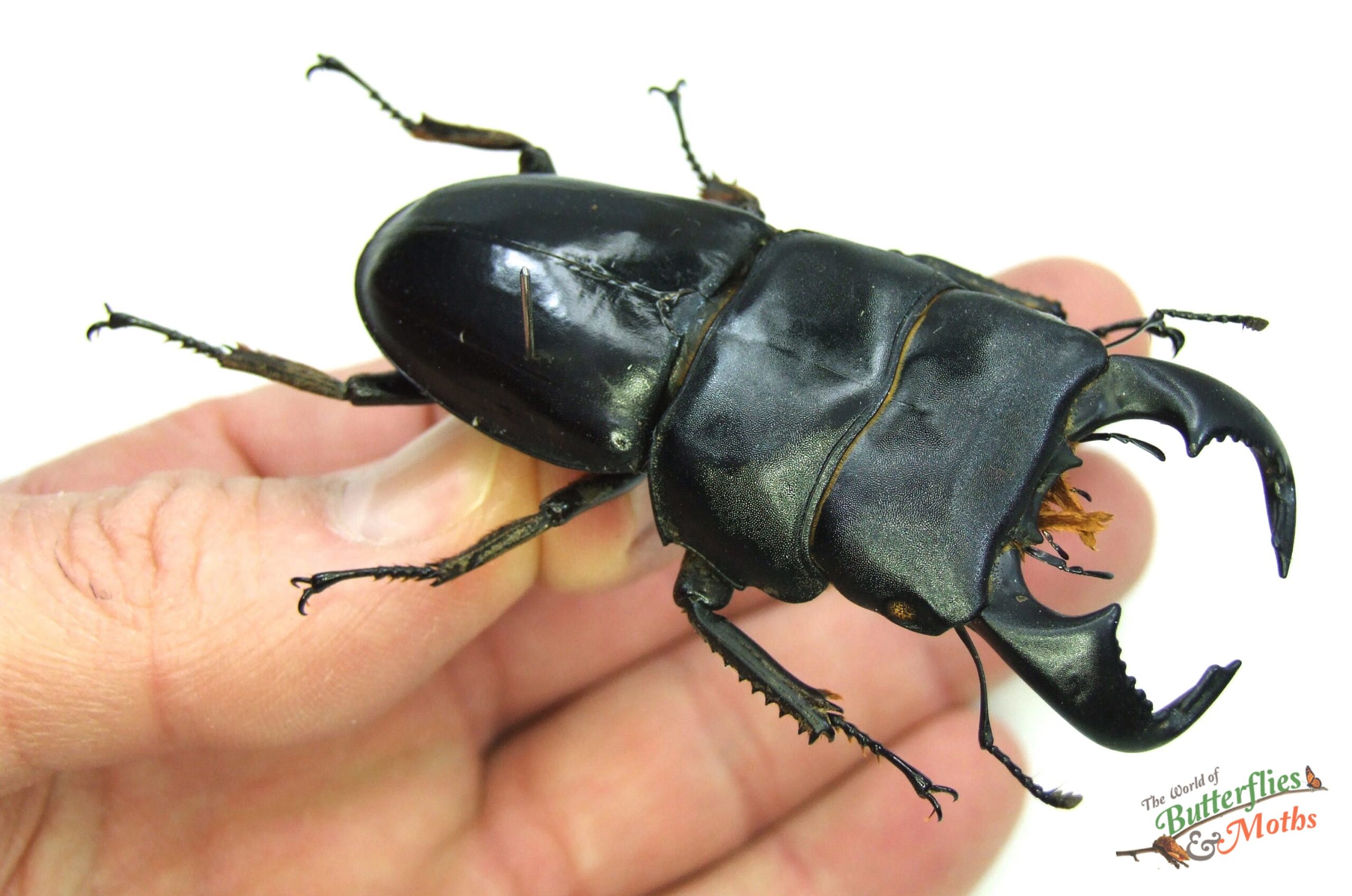 Dorcus bucephalus JAVA - World of Butterflies and Moths