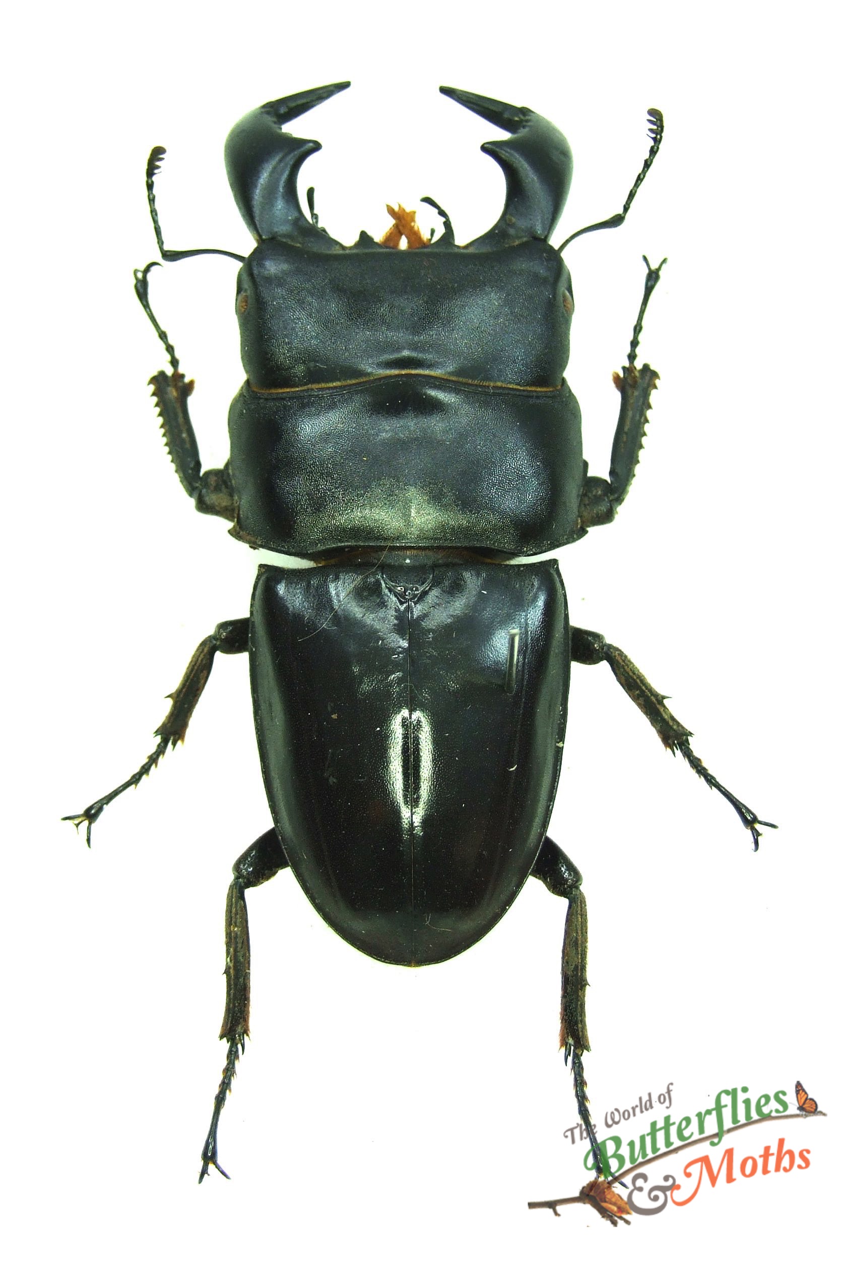 Dorcus bucephalus JAVA - World of Butterflies and Moths