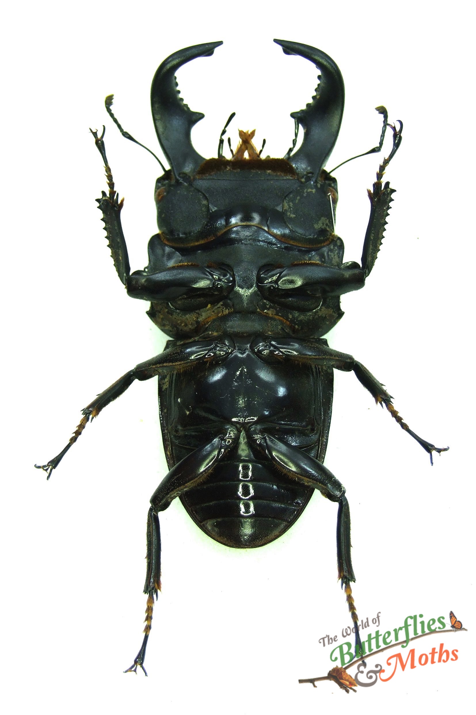 Dorcus bucephalus JAVA - World of Butterflies and Moths