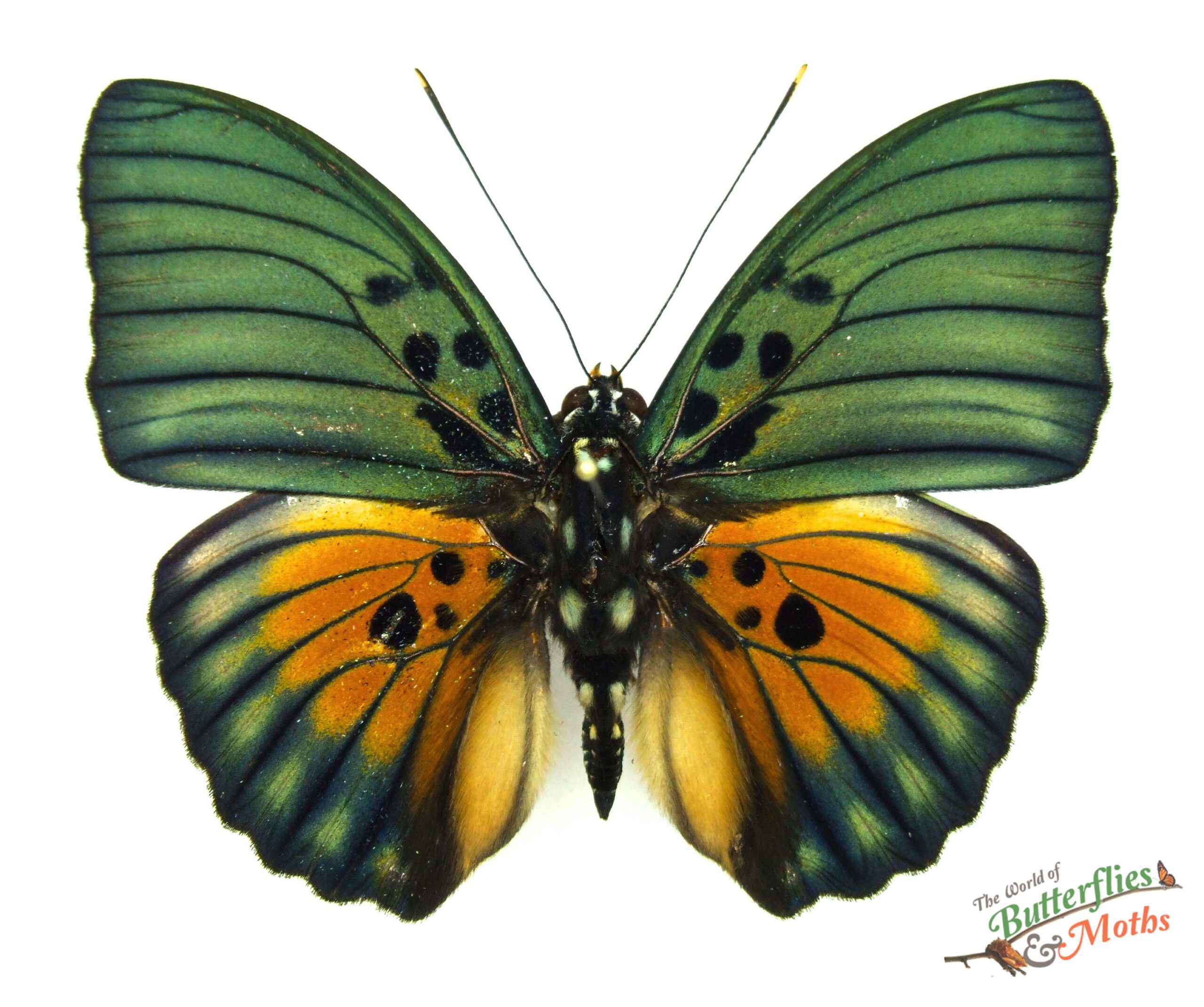 Euphaedra edwardsii Edwards Forester C.A.R. (Male A-) - World of ...