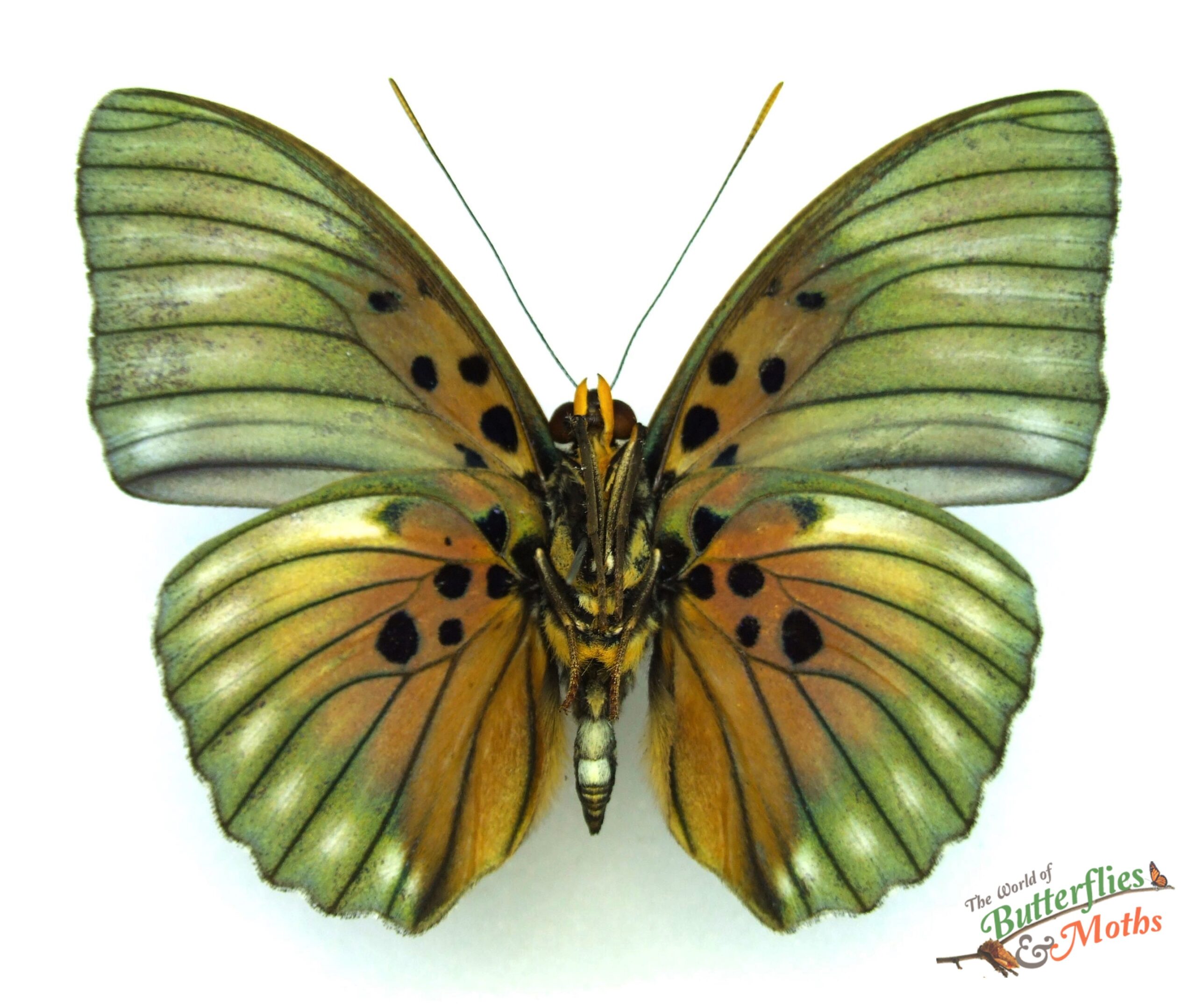 Euphaedra edwardsii Edwards Forester C.A.R. (Male A-) - World of ...