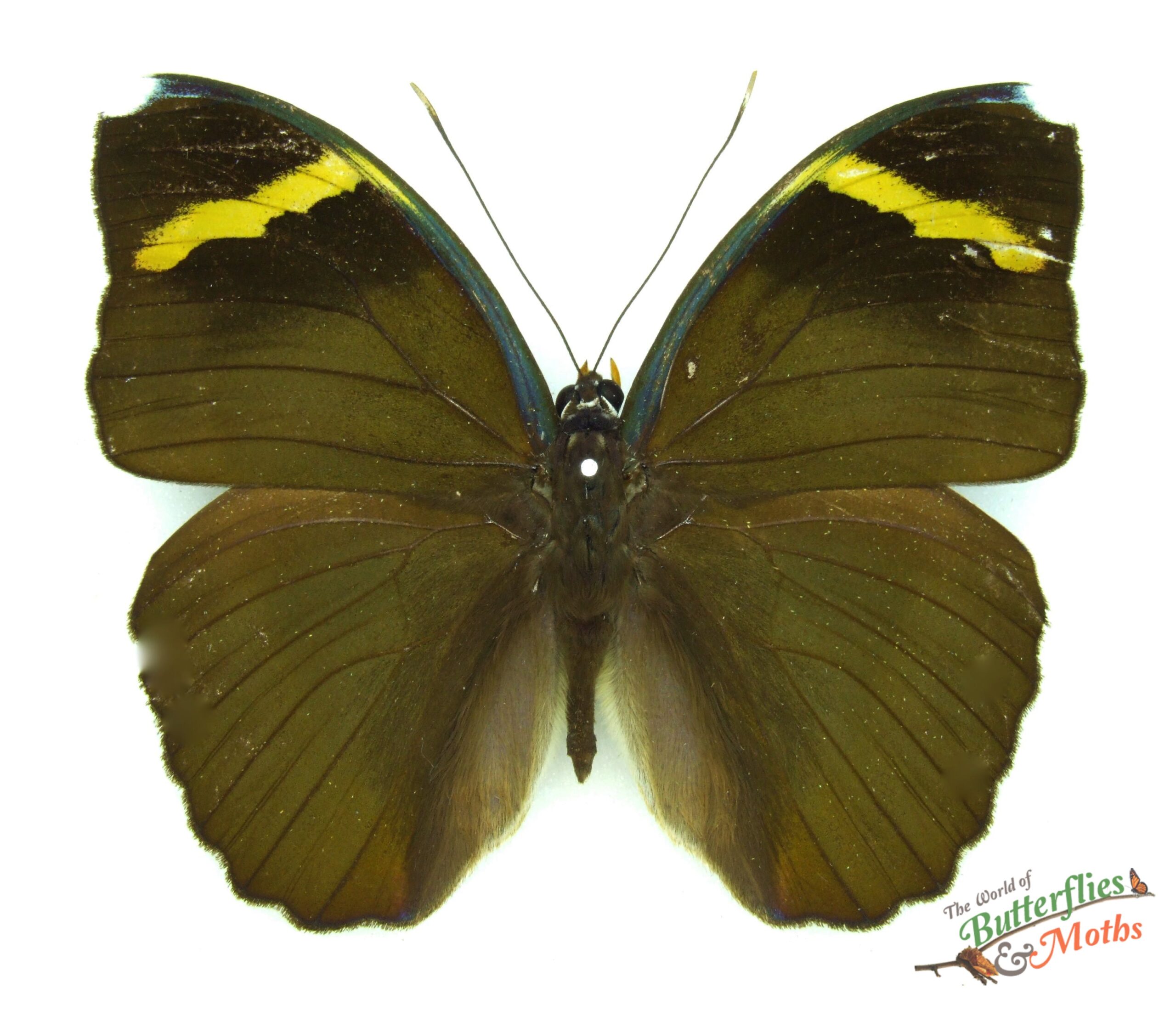Euphaedra harpalyce spatiosa Banded Forester AFRICA - World of ...