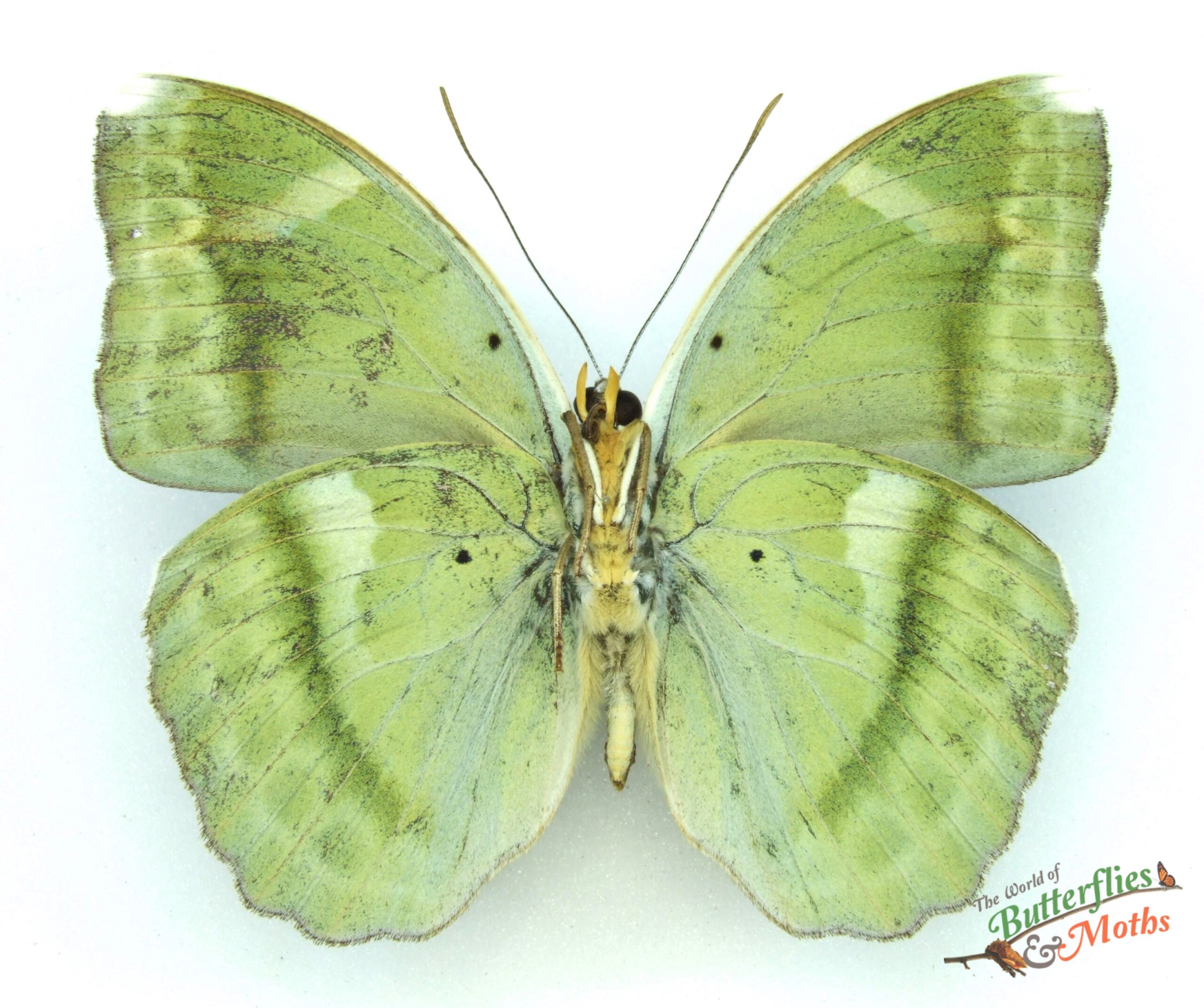 Euphaedra harpalyce spatiosa Banded Forester AFRICA - World of ...