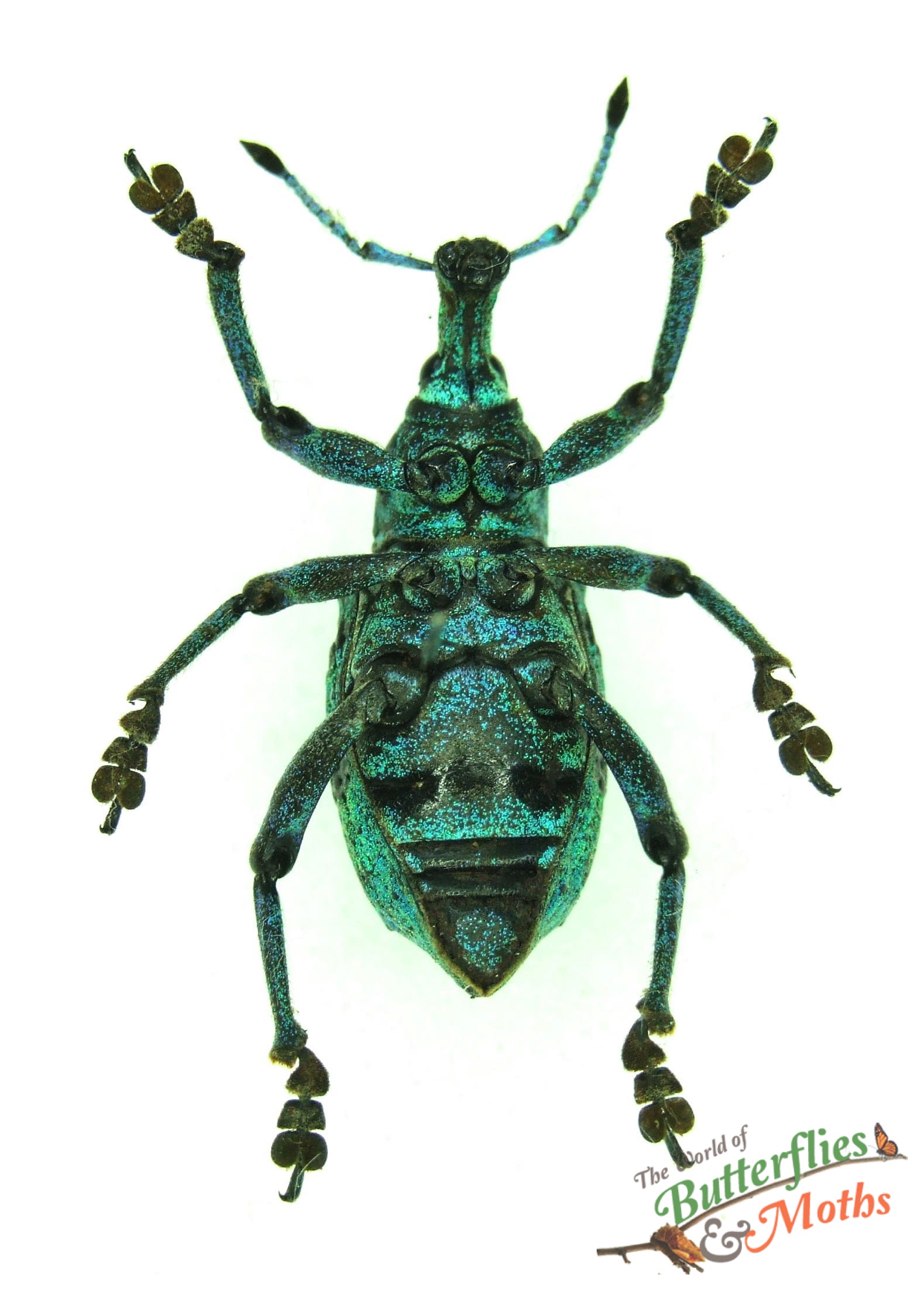 Eupholus geoffroyi INDONESIA - World of Butterflies and Moths