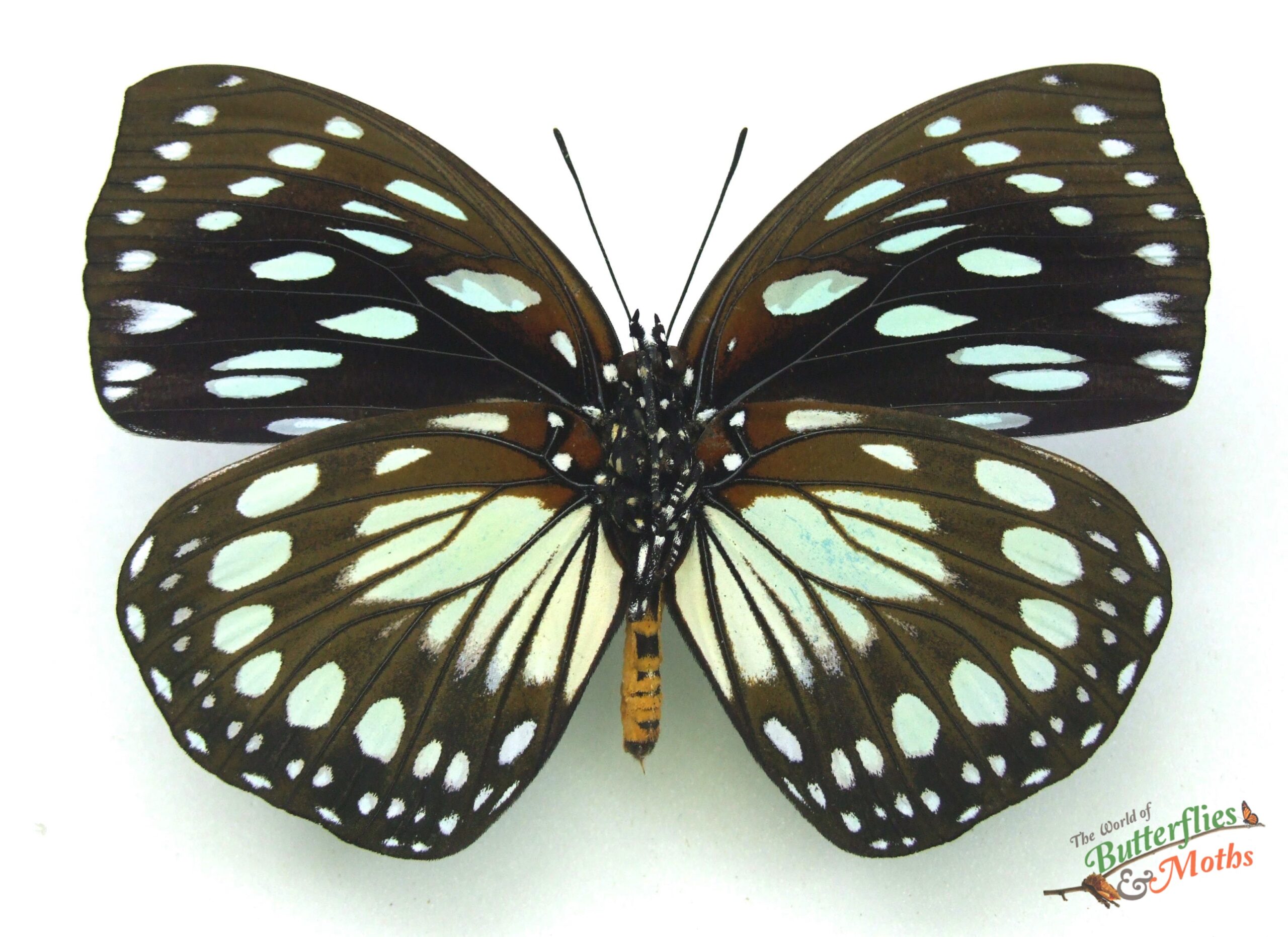 Euxanthe eurinome Forest Queen C.A.R. - World of Butterflies and Moths