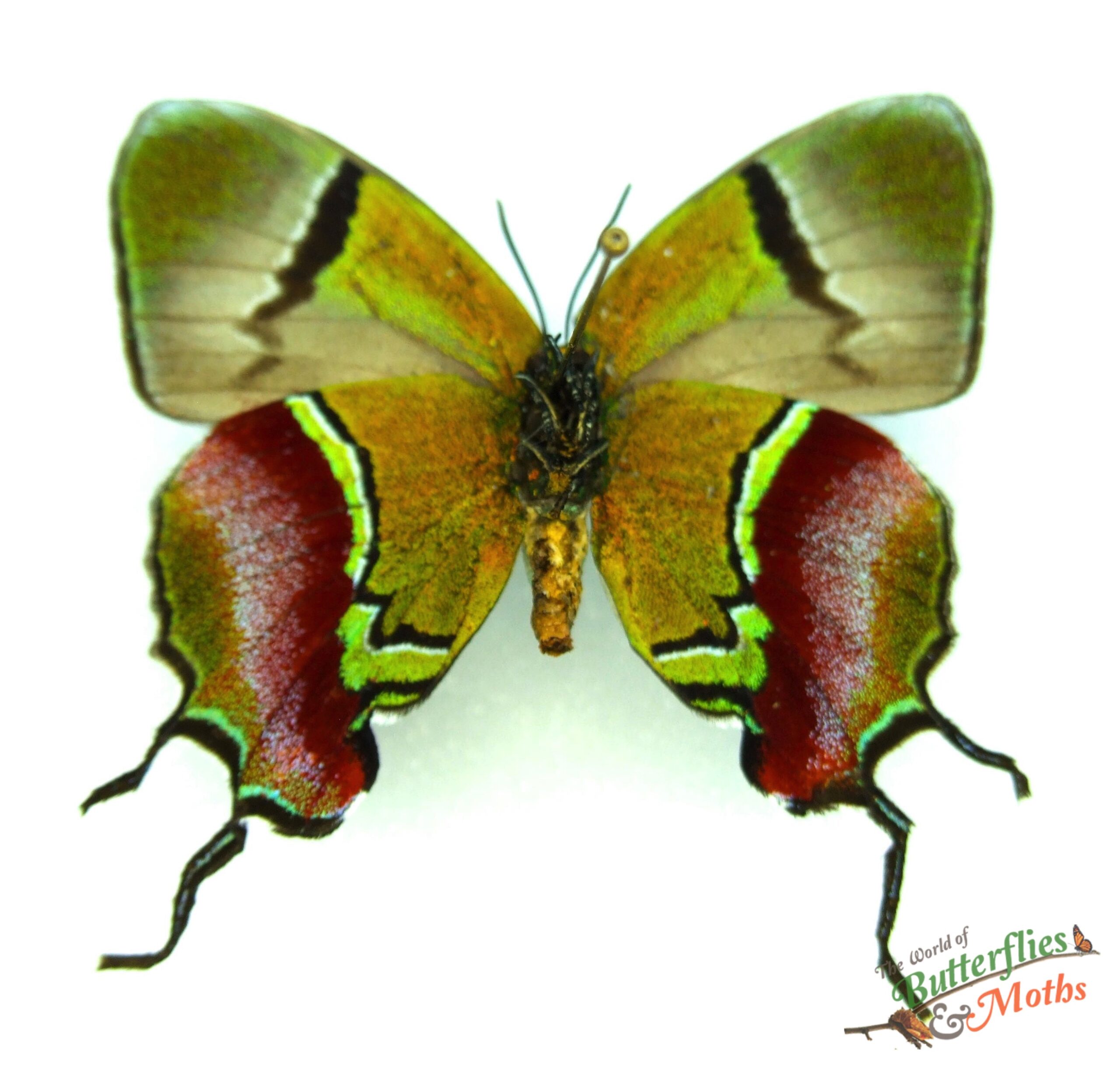 Evenus regalis MEXICO - World of Butterflies and Moths