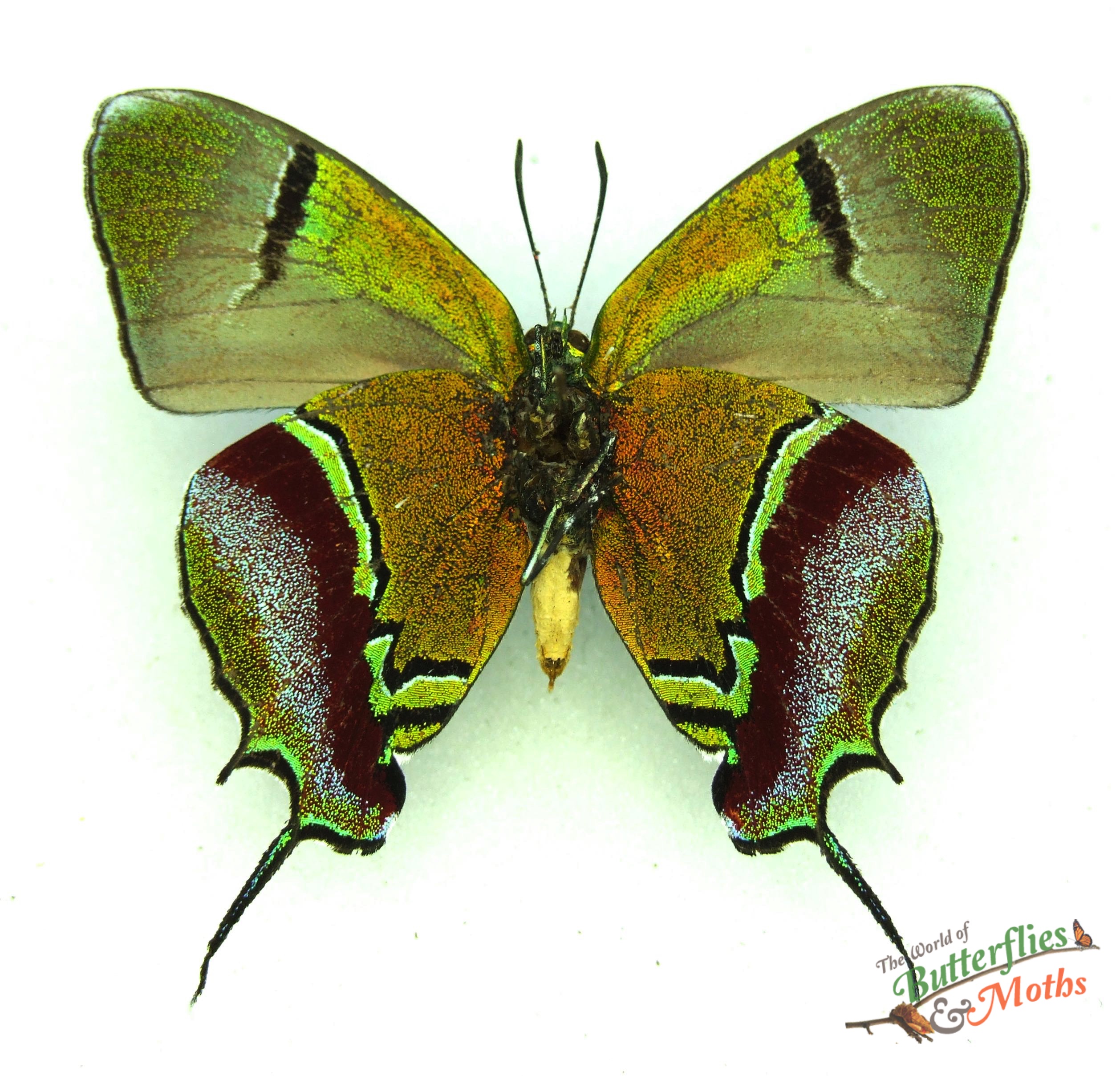 Evenus regalis MEXICO - World of Butterflies and Moths