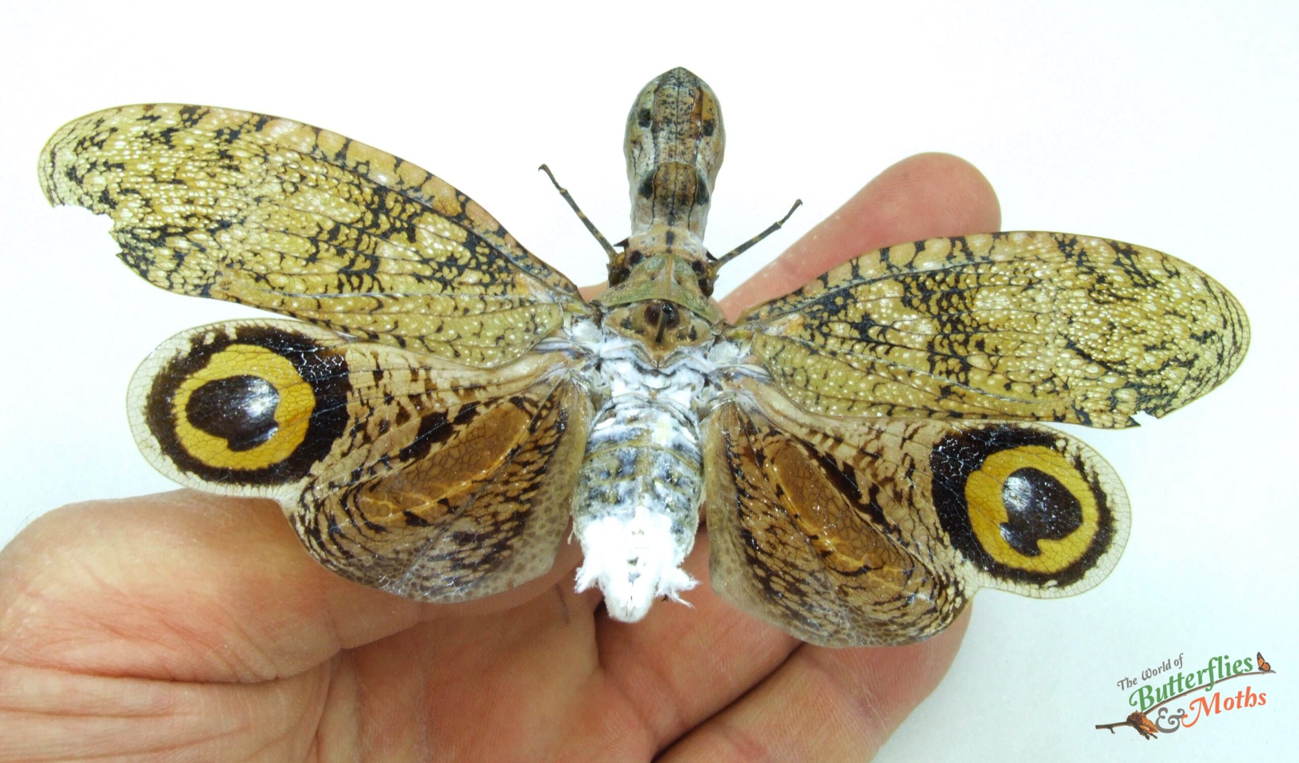 Peanut Head Bug Fulgora laternaria PERU - World of Butterflies and Moths