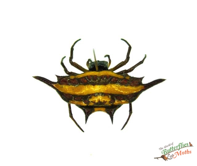 Gasteracantha irradiata Spiny Orb Spider THAILAND - World of ...