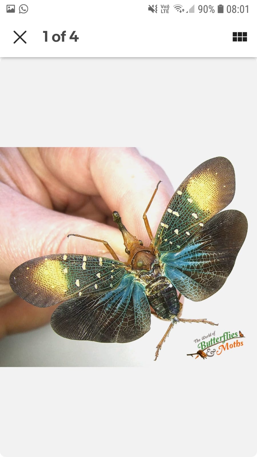 Wholesale: Pyrops whiteheadi gunjii Indonesia - World of Butterflies ...