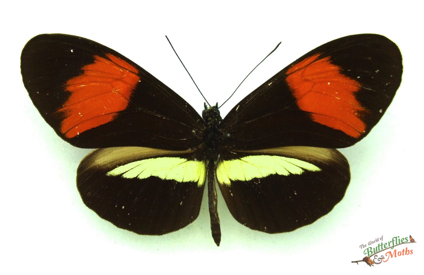 Heliconius melpomene Postman PERU - World of Butterflies and Moths