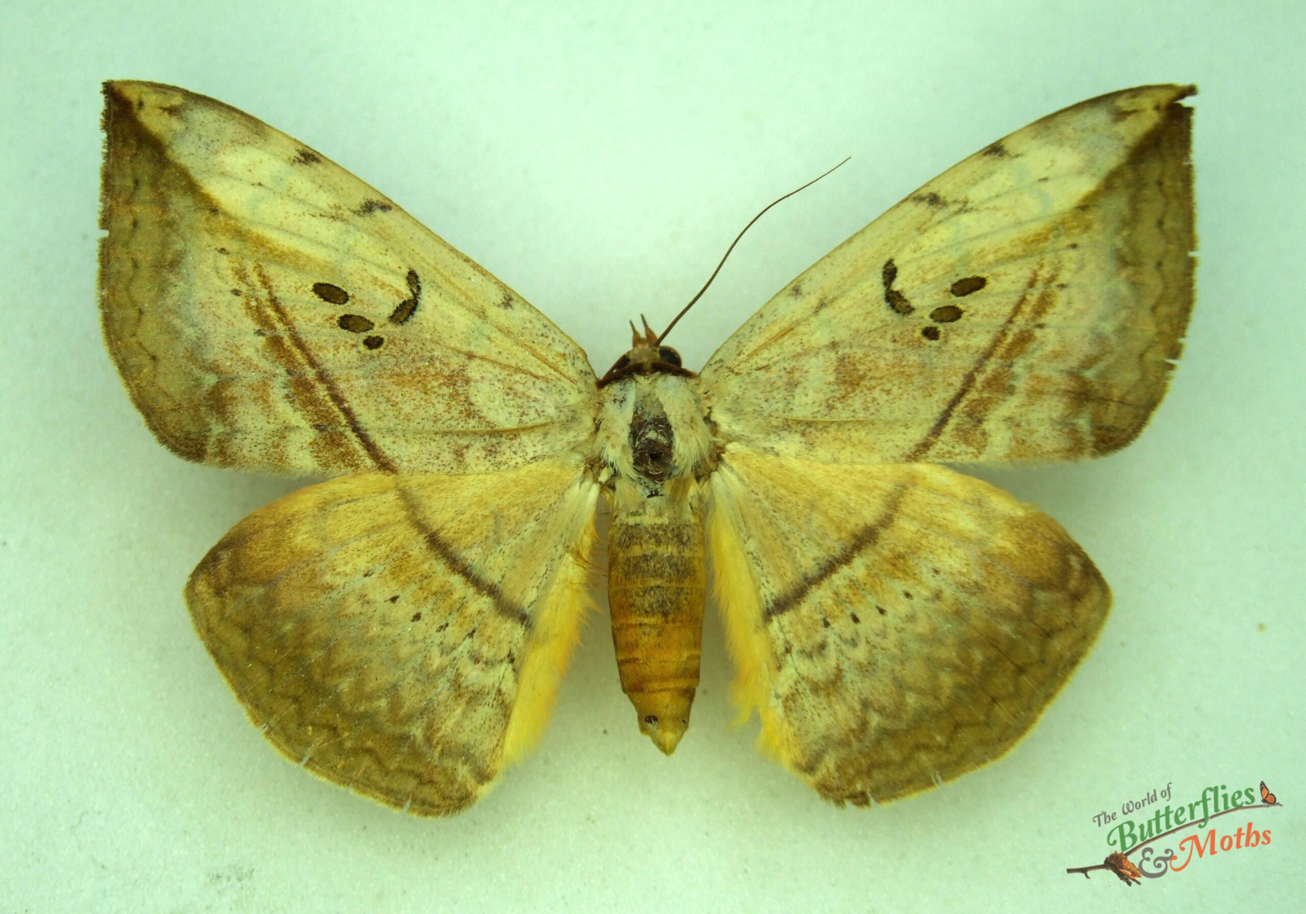 Hypopyra vespertilio THAILAND - World of Butterflies and Moths