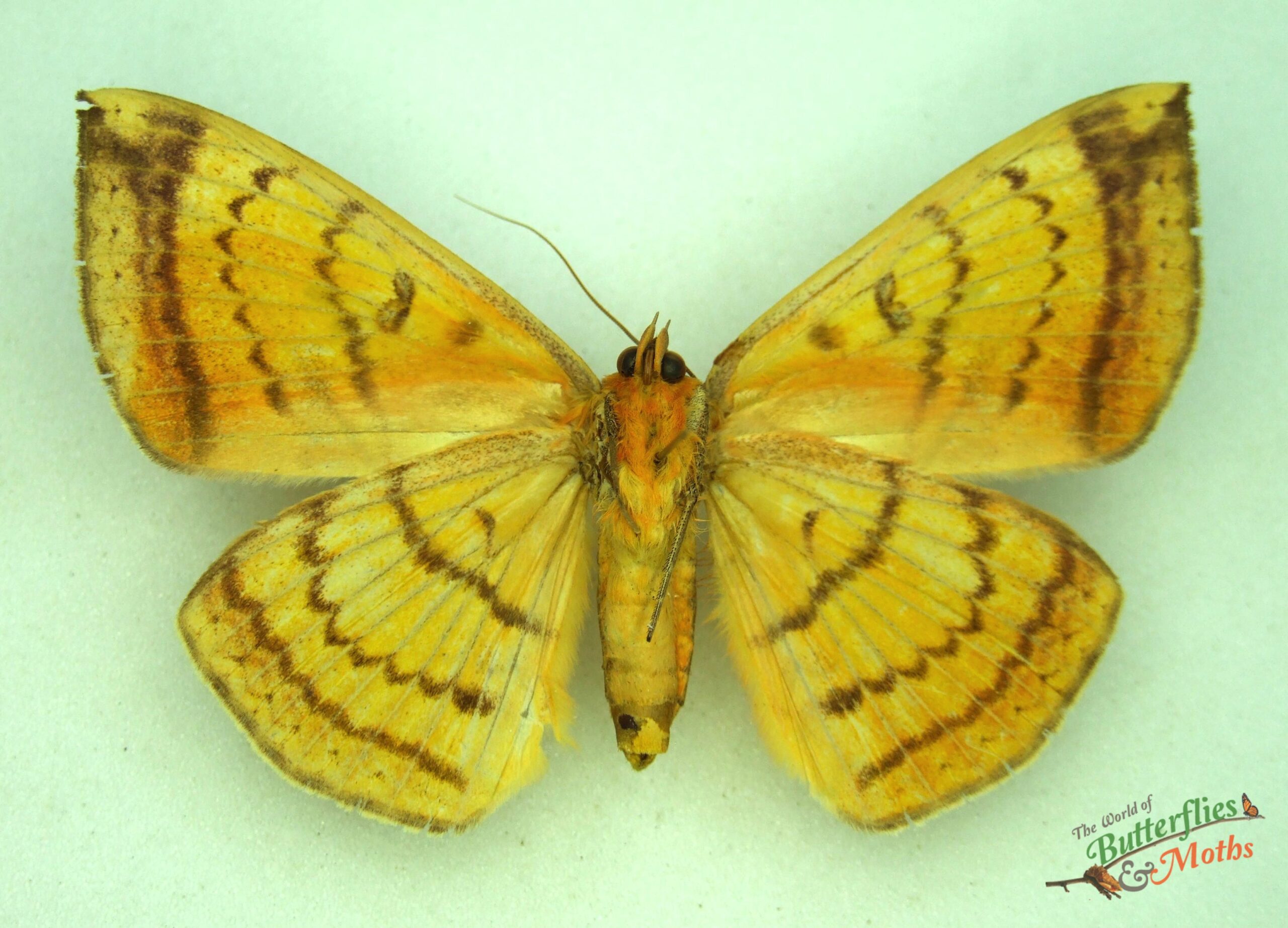 Hypopyra vespertilio THAILAND - World of Butterflies and Moths