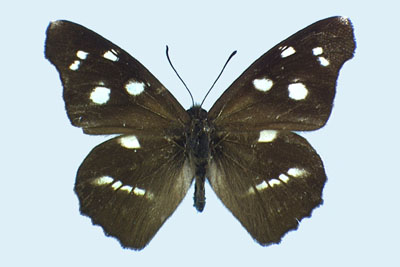 Libythea narina SULAWESI - World of Butterflies and Moths