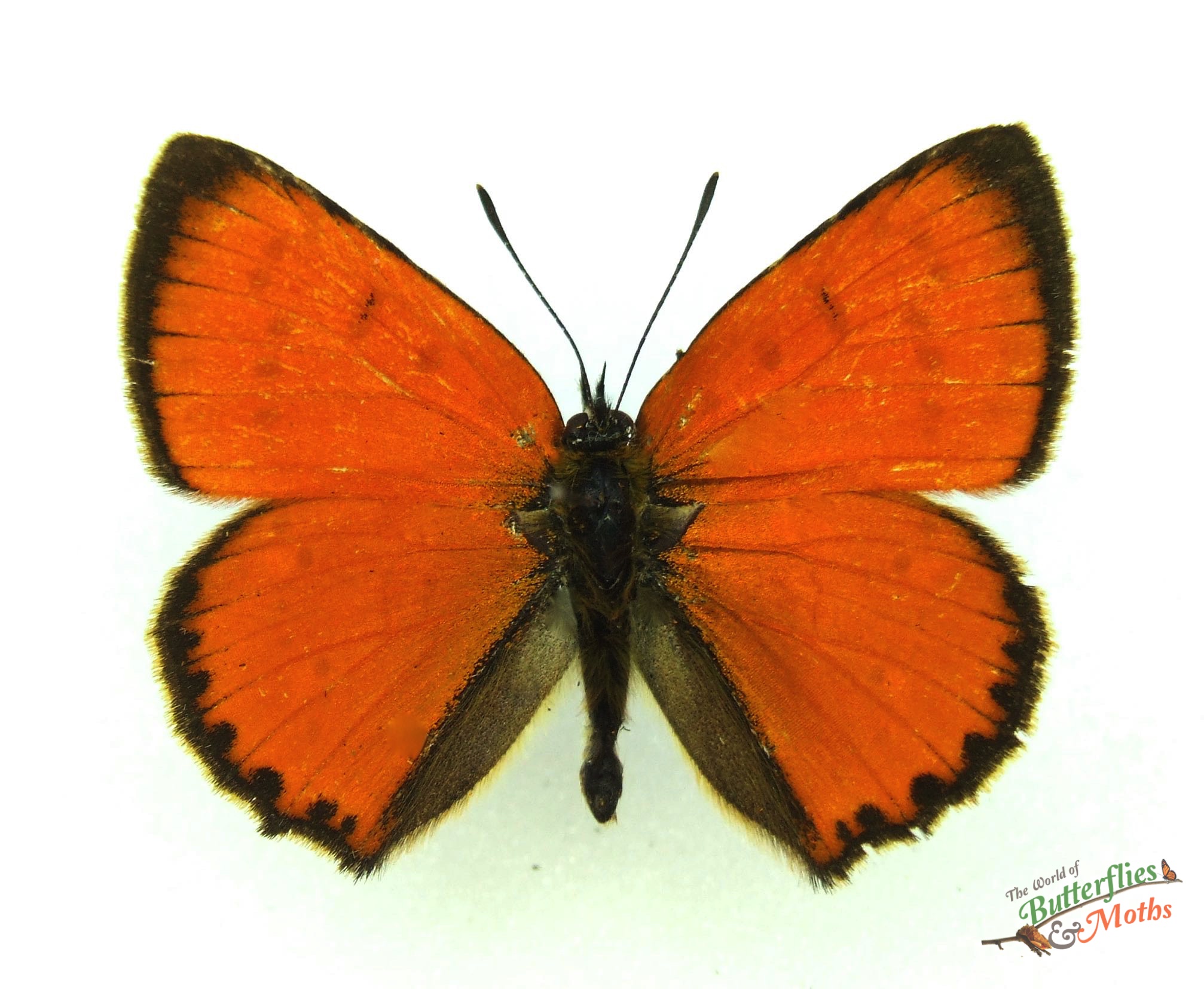 Lycaena virgaureae SCARCE COPPER - World of Butterflies and Moths