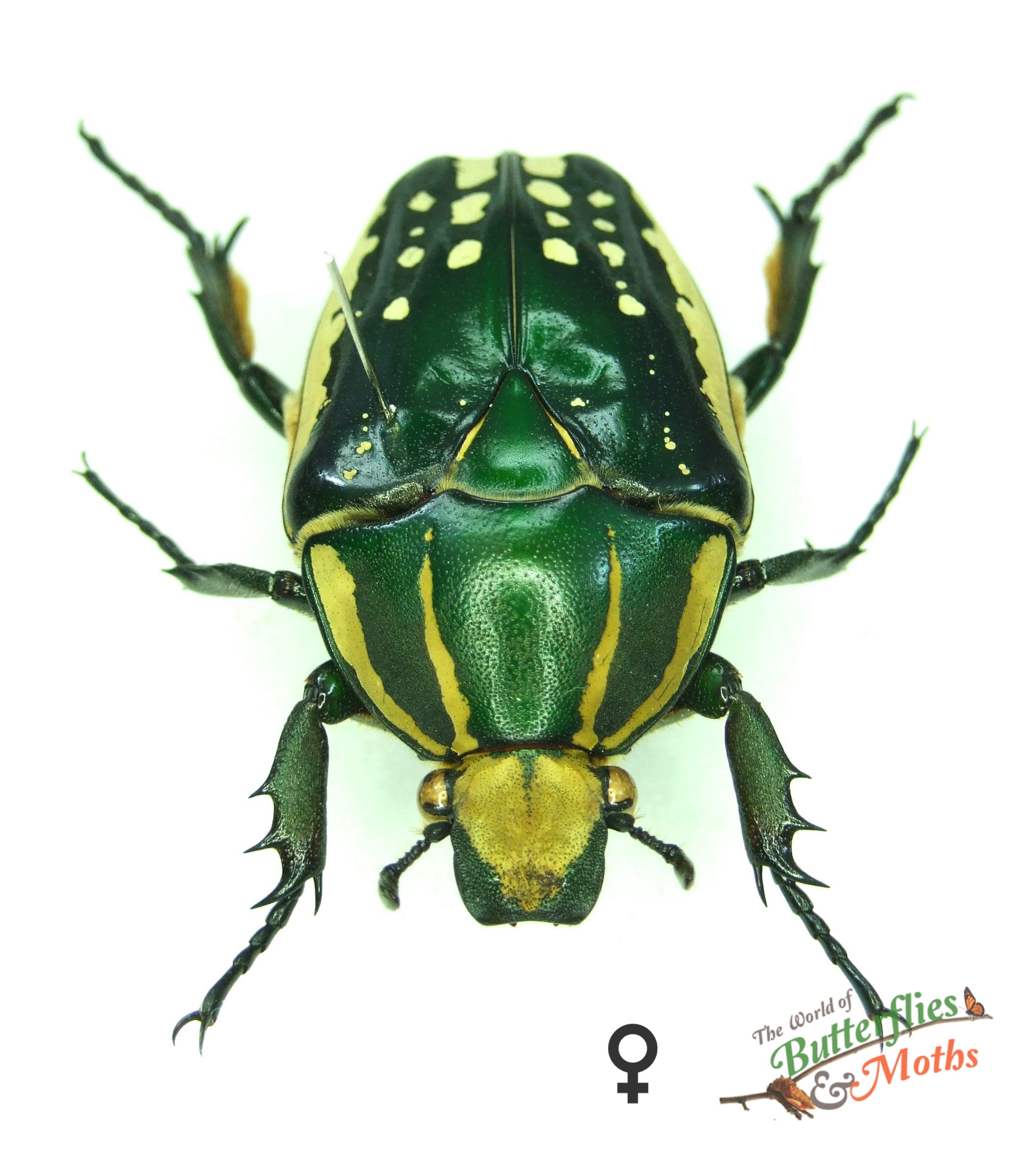 Mecynorhina polyphemus CAMEROON - World of Butterflies and Moths