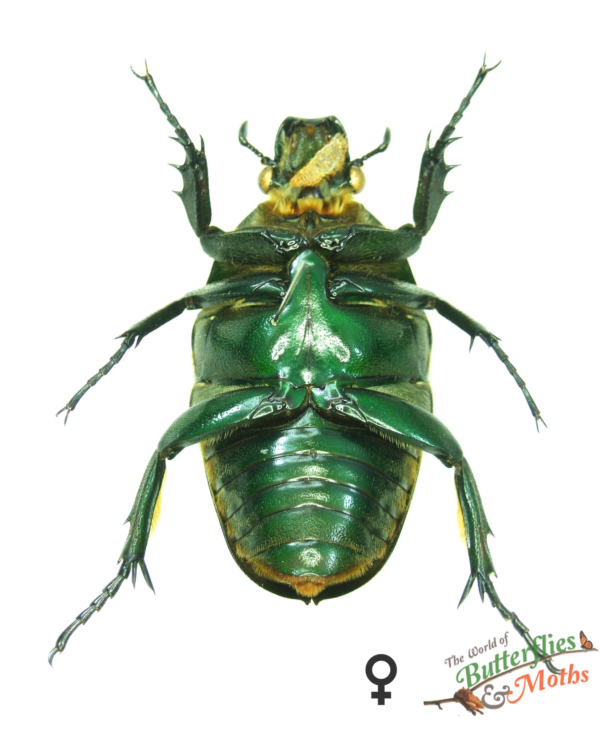 Mecynorhina polyphemus CAMEROON - World of Butterflies and Moths