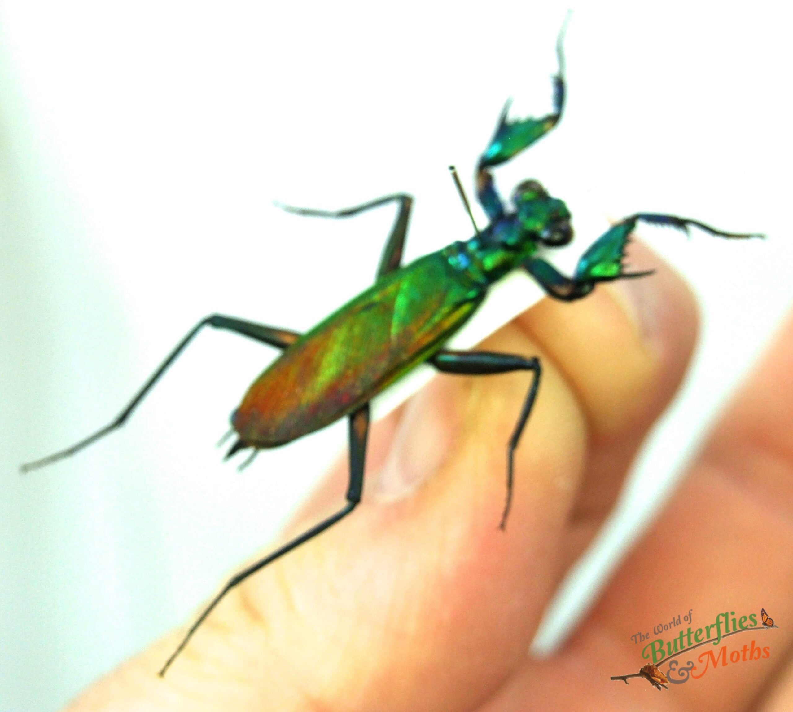 Metallyticus splendidus Iridescent Bark Mantid - World of Butterflies ...