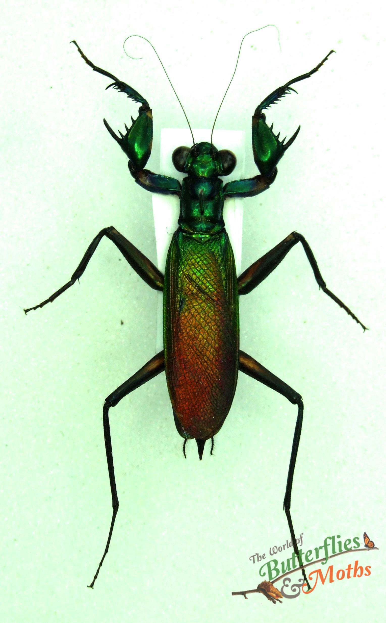 Metallyticus splendidus Iridescent Bark Mantid - World of Butterflies ...