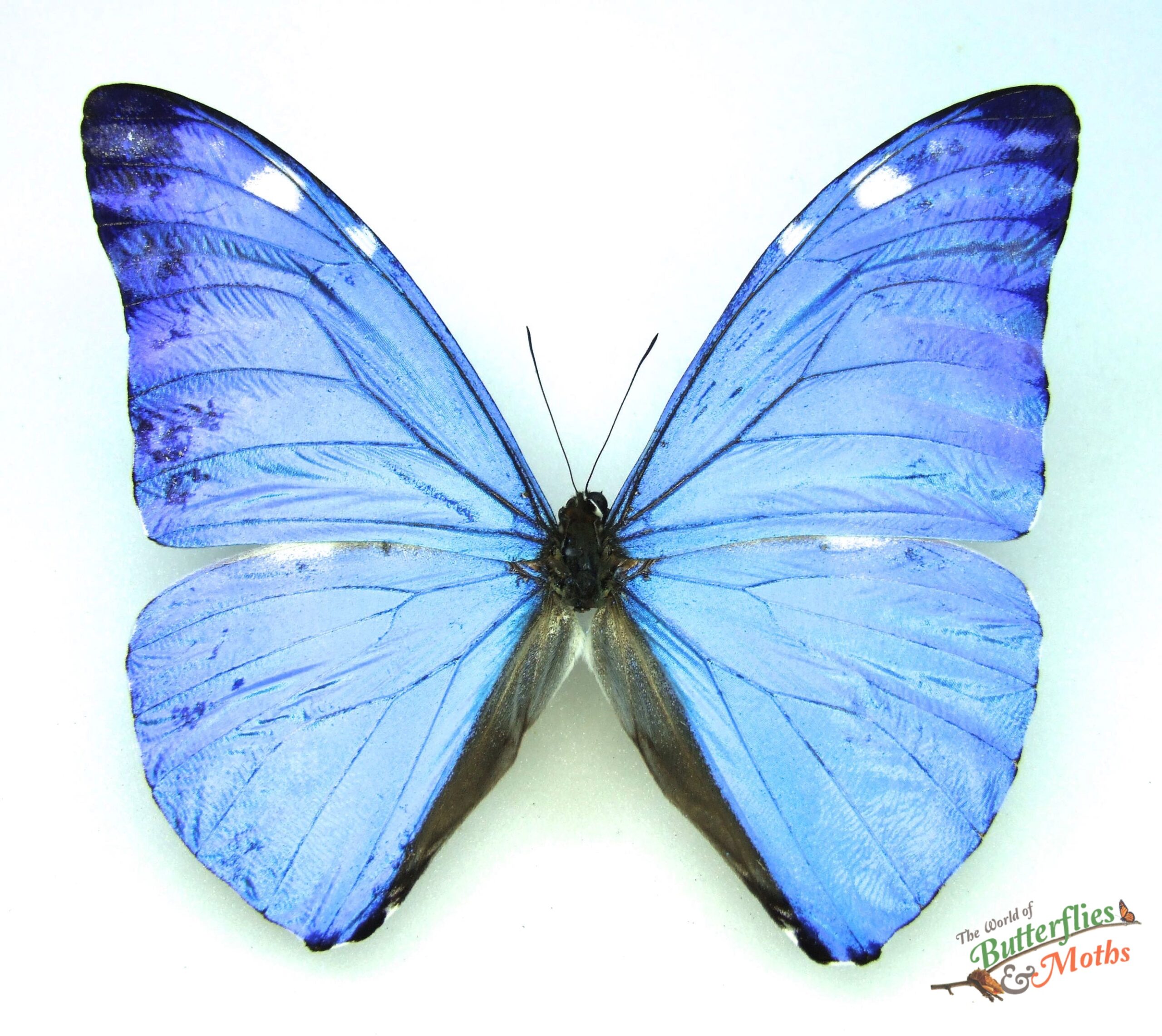 Morpho Adonis Adonis Blue Morpho (Forewings) – Atlas