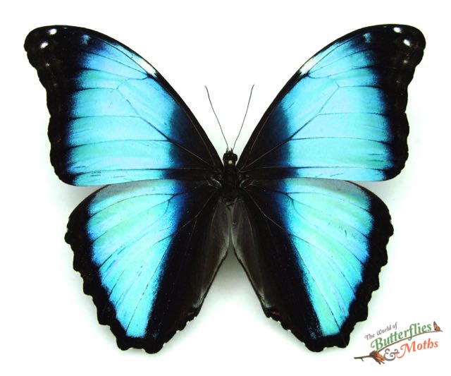 Morpho deidamia PERU - World of Butterflies and Moths