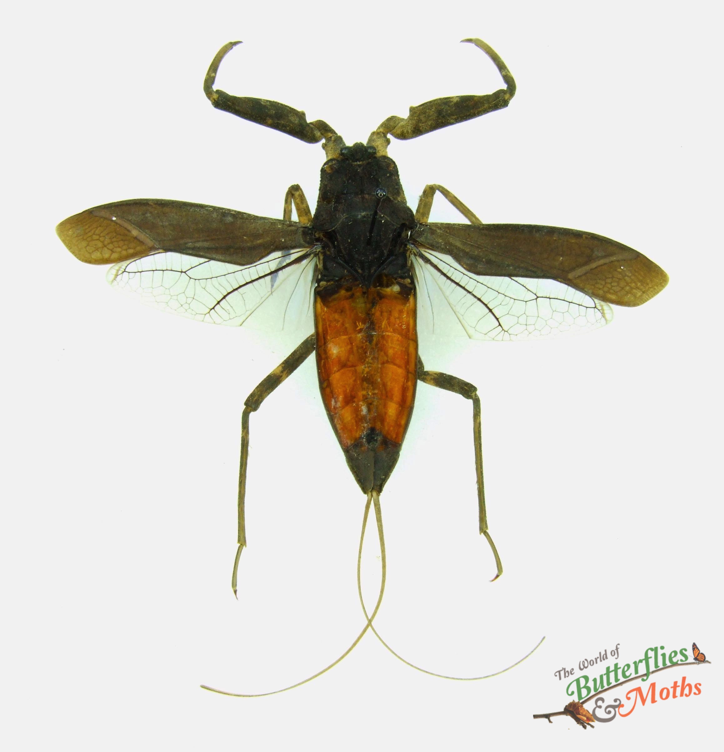 Nepa ruba Giant Ruby Water Scorpion SULAWESI - World of Butterflies and ...