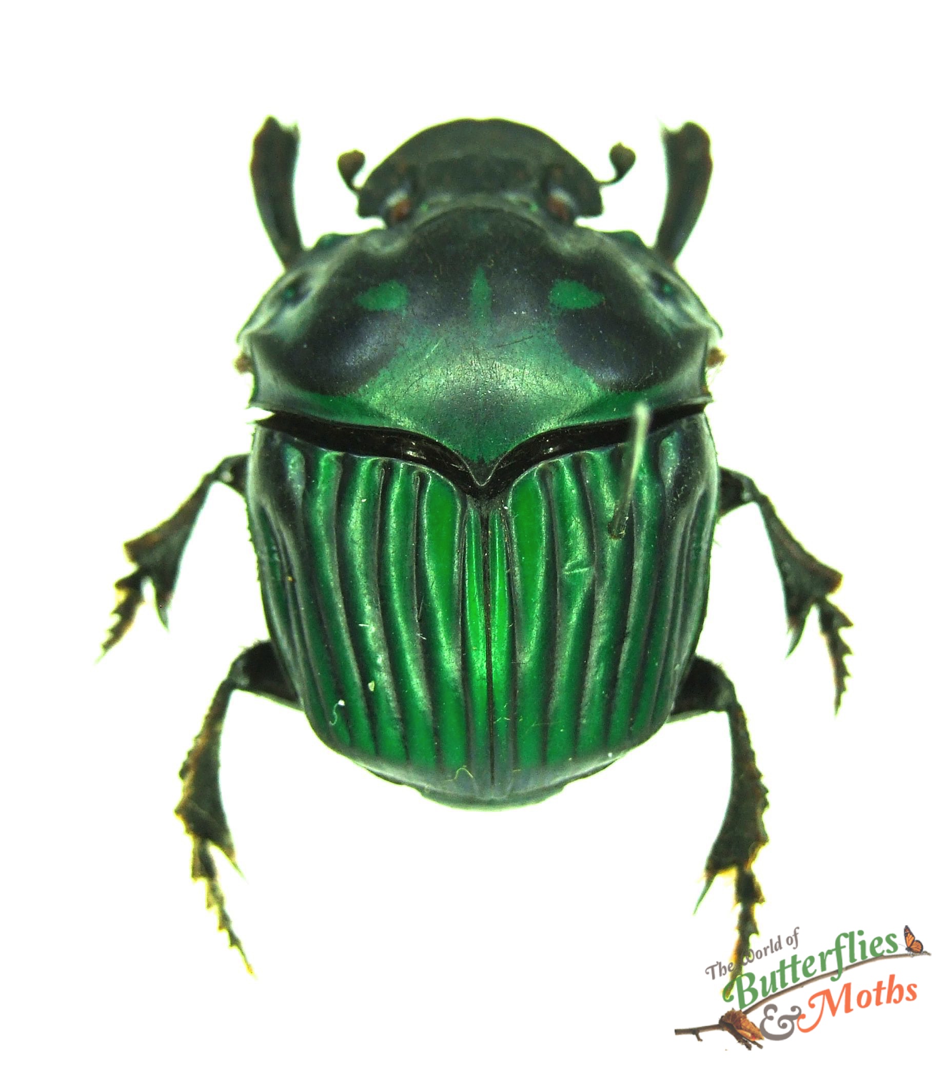 Green Dung Beetle