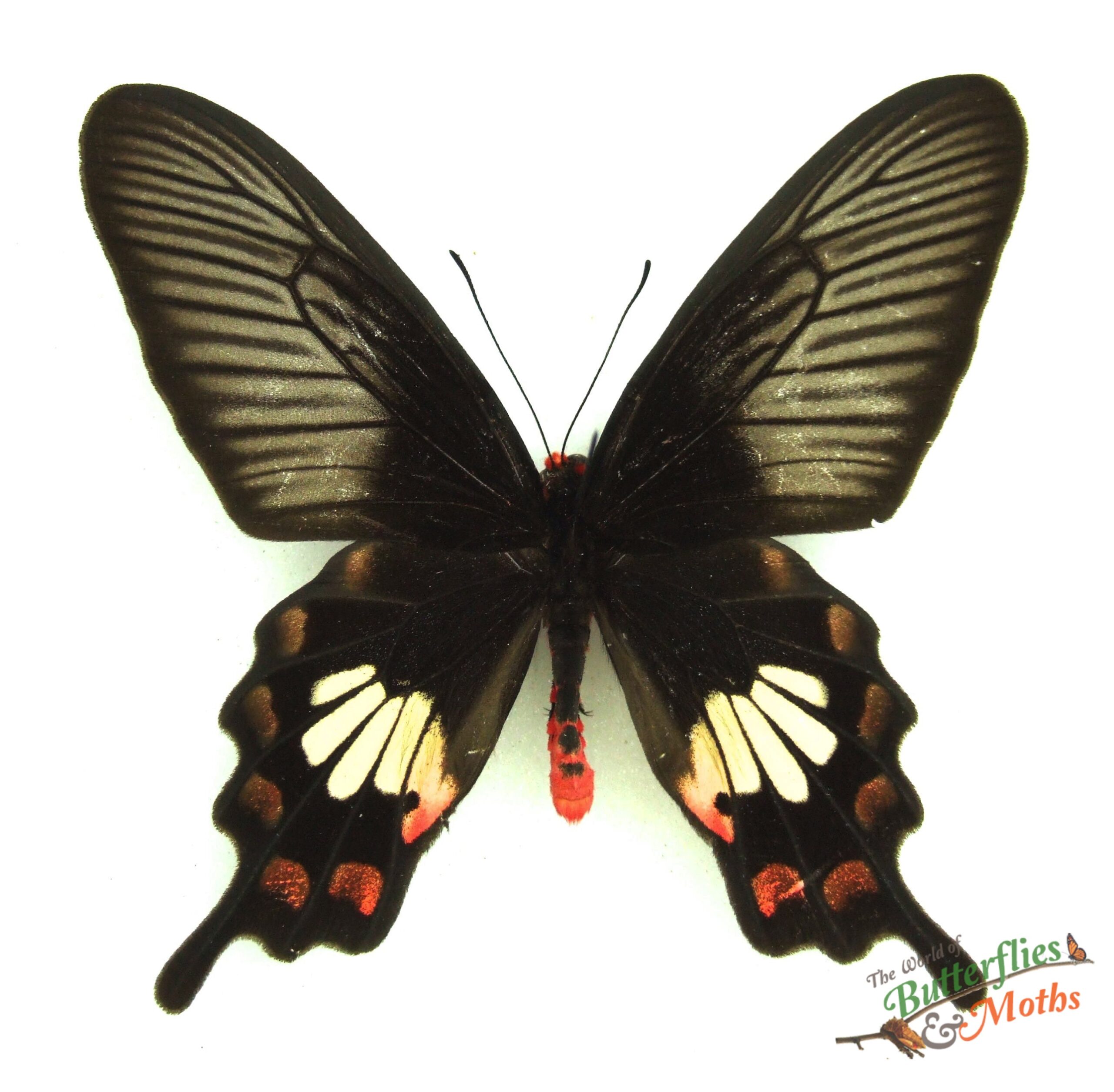 Pachliopta aristolochiae Common Rose Thailand - World of Butterflies ...