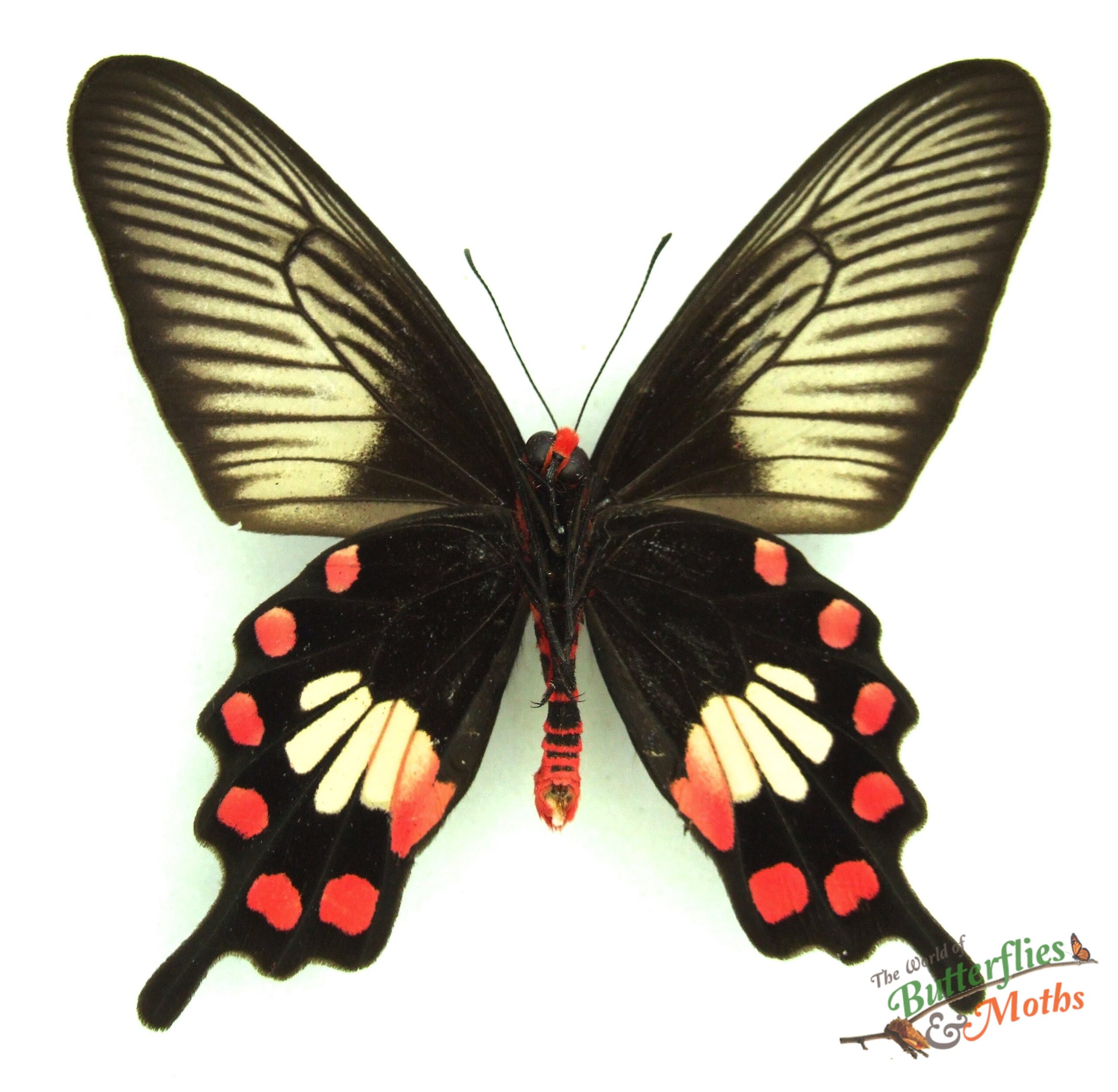 Pachliopta aristolochiae Common Rose Thailand - World of Butterflies ...