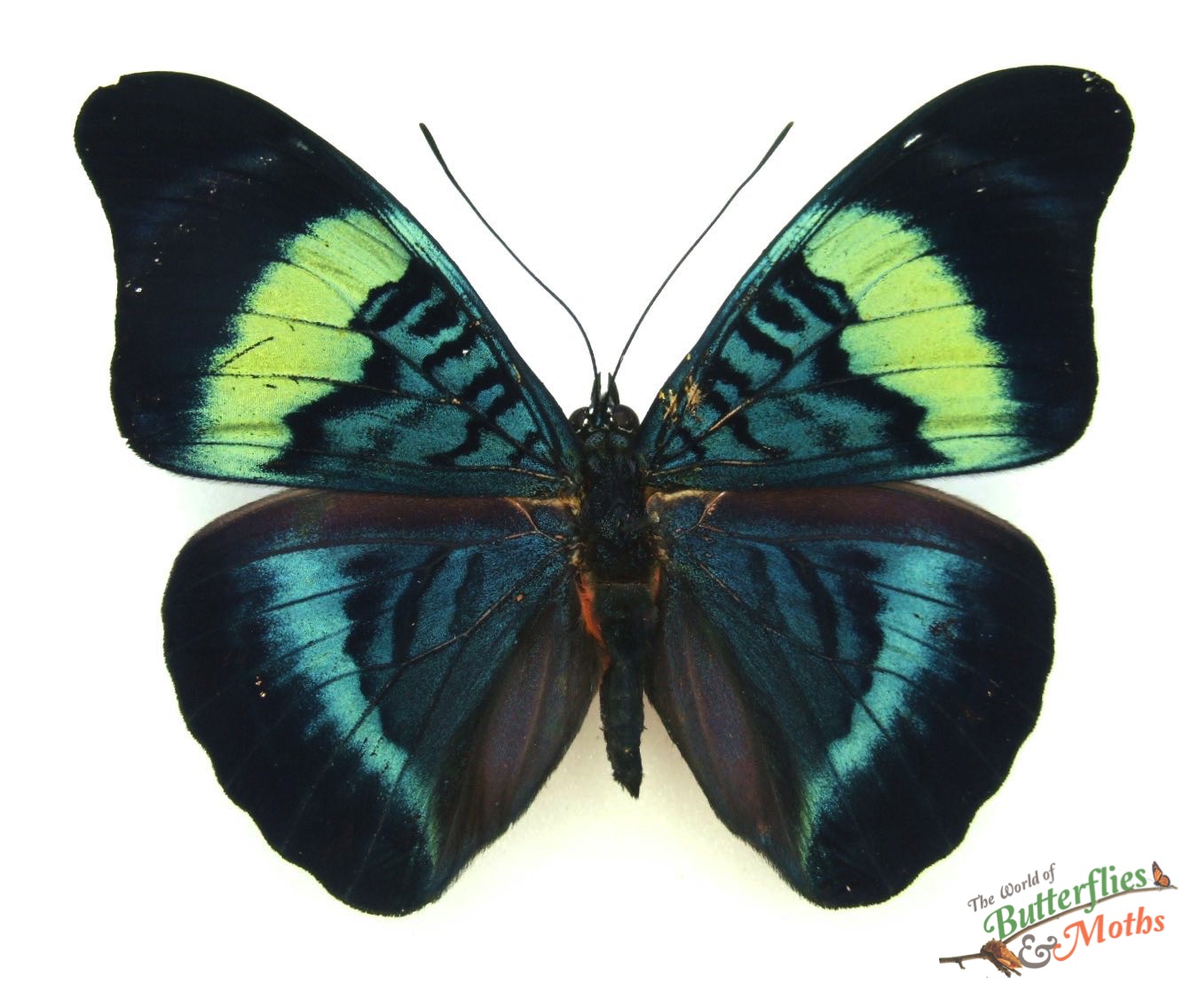 Panacea prola PERU - World of Butterflies and Moths