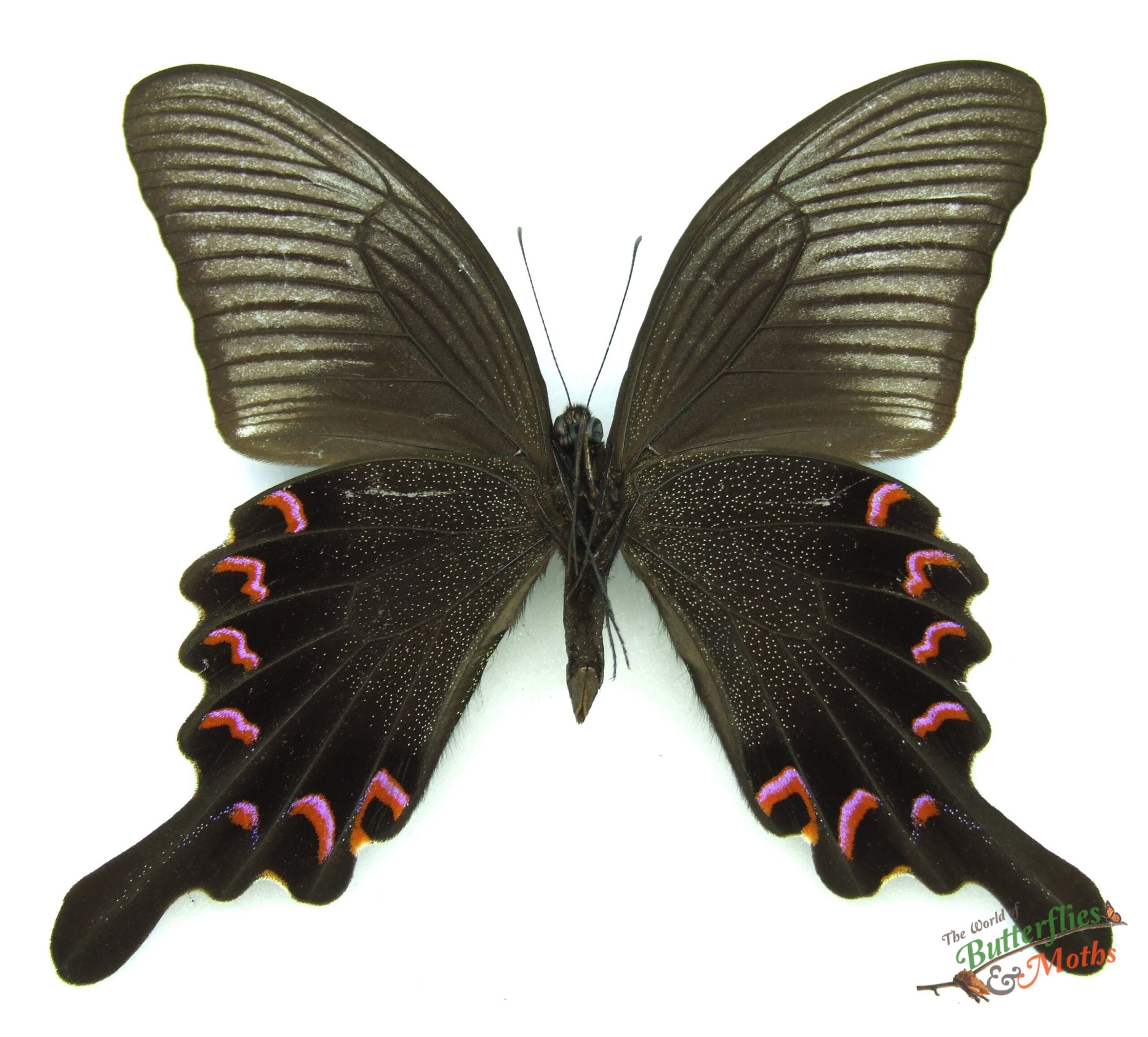 Papilio bianor ganesa Chinese Peacock CHINA - World of Butterflies and ...