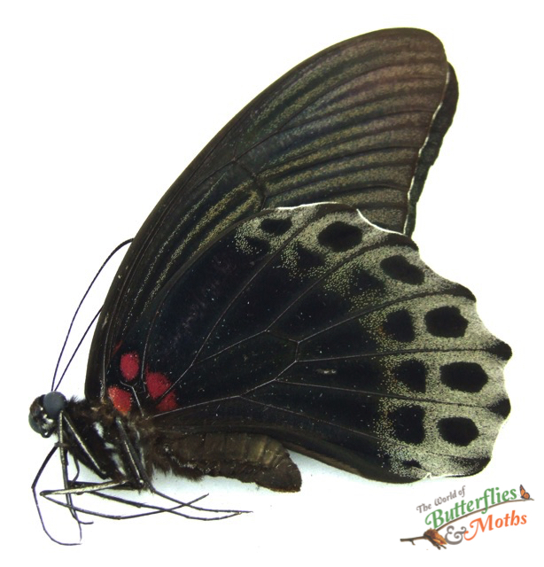 Papilio memnon JAVA Male - World of Butterflies and Moths