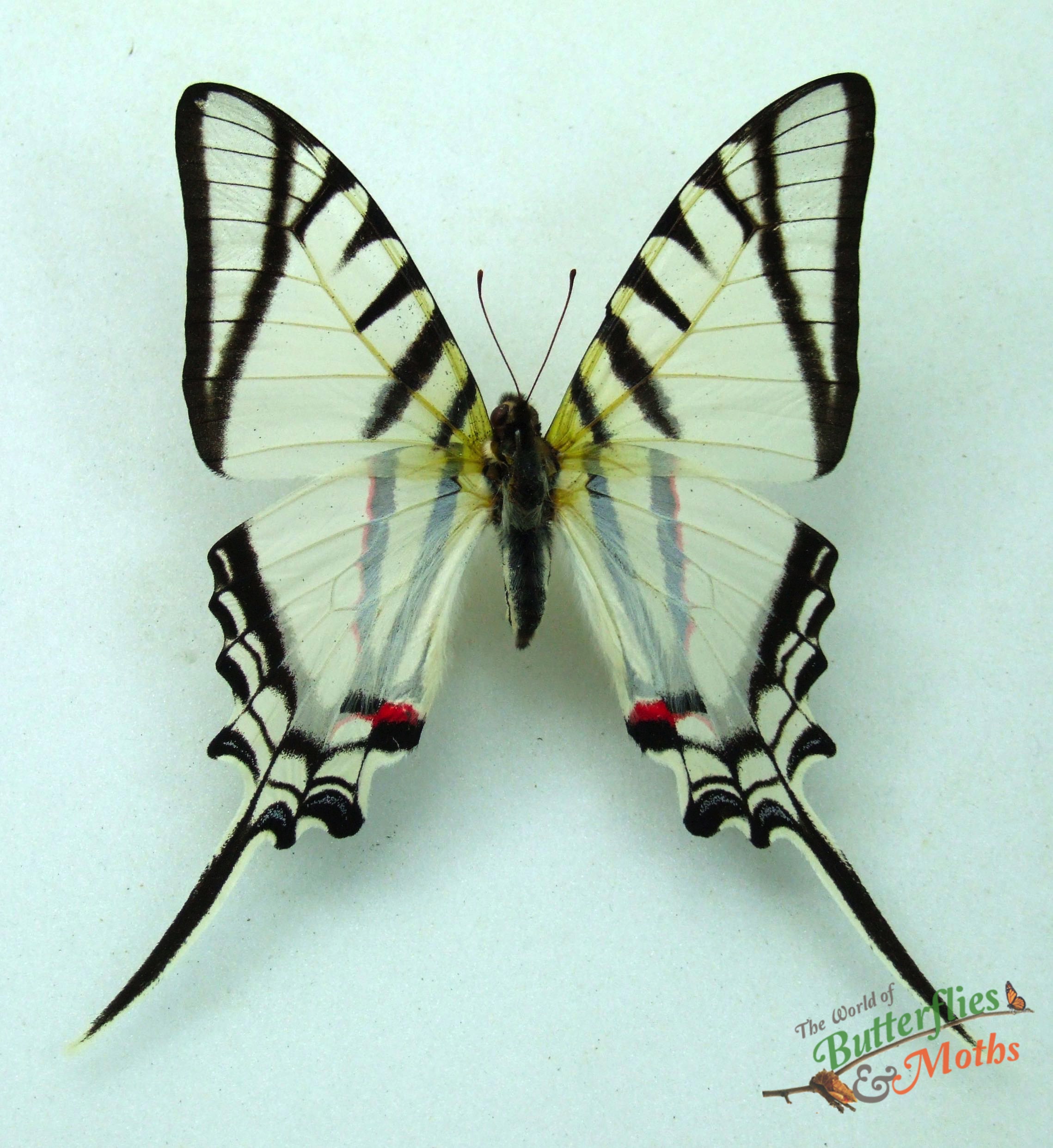 Protesilaus (Eurytides) protesilaus PERU - World of Butterflies and Moths