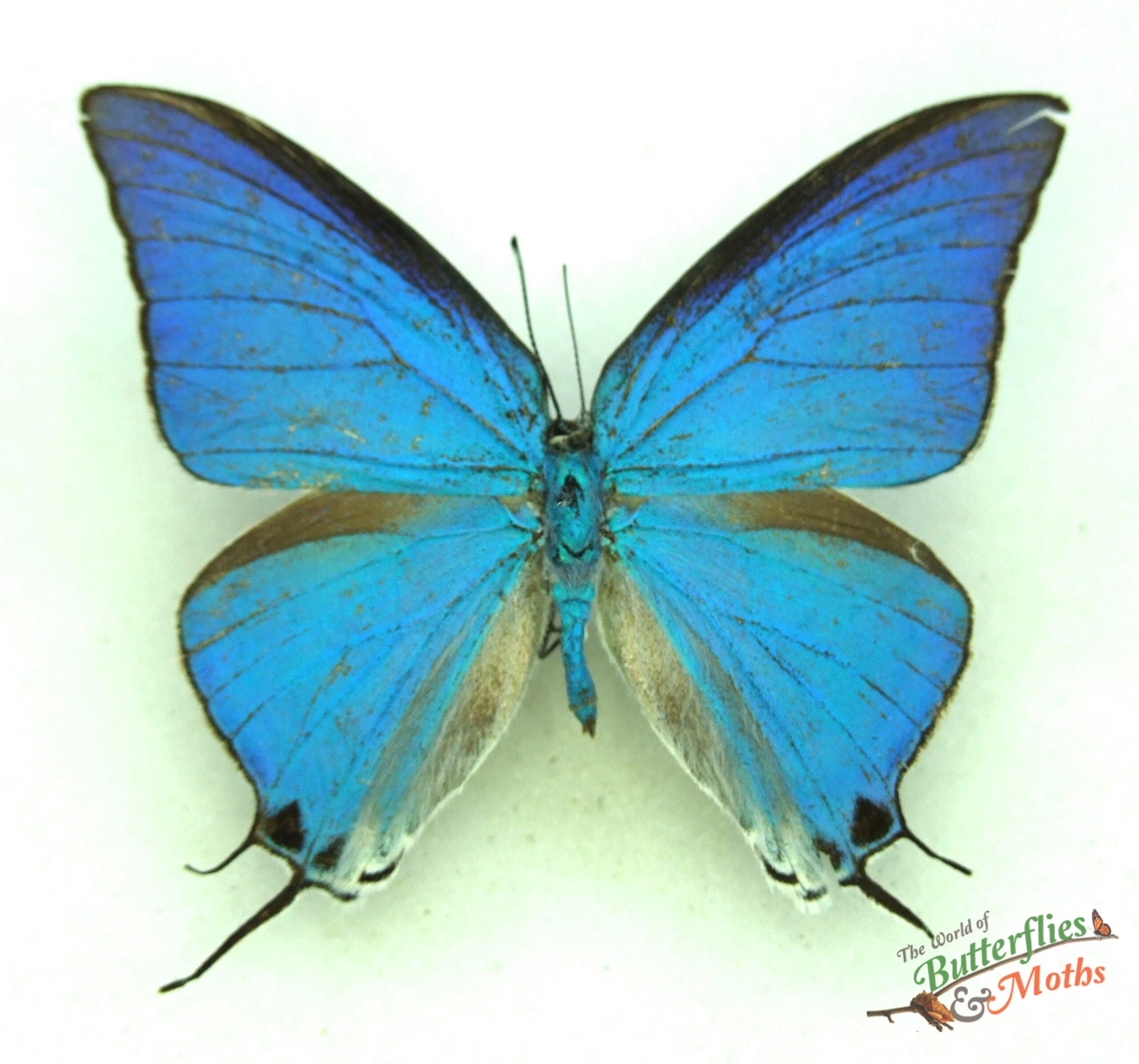 Pseudolycaena damo Sky Blue Hairstreak MEXICO - World of Butterflies ...