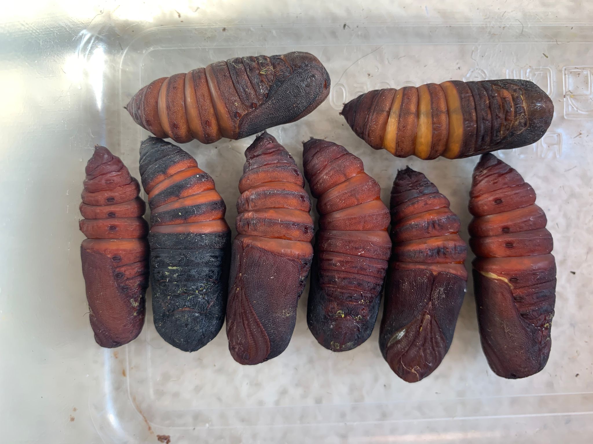 Silk Moth Cocoon Uk