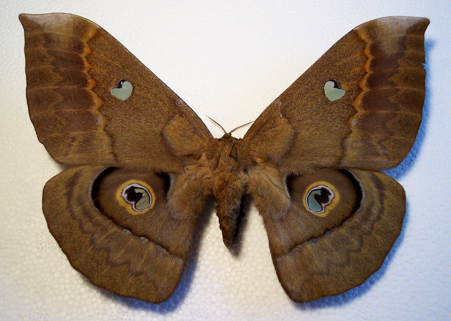 Salassa thespis THAILAND - World of Butterflies and Moths