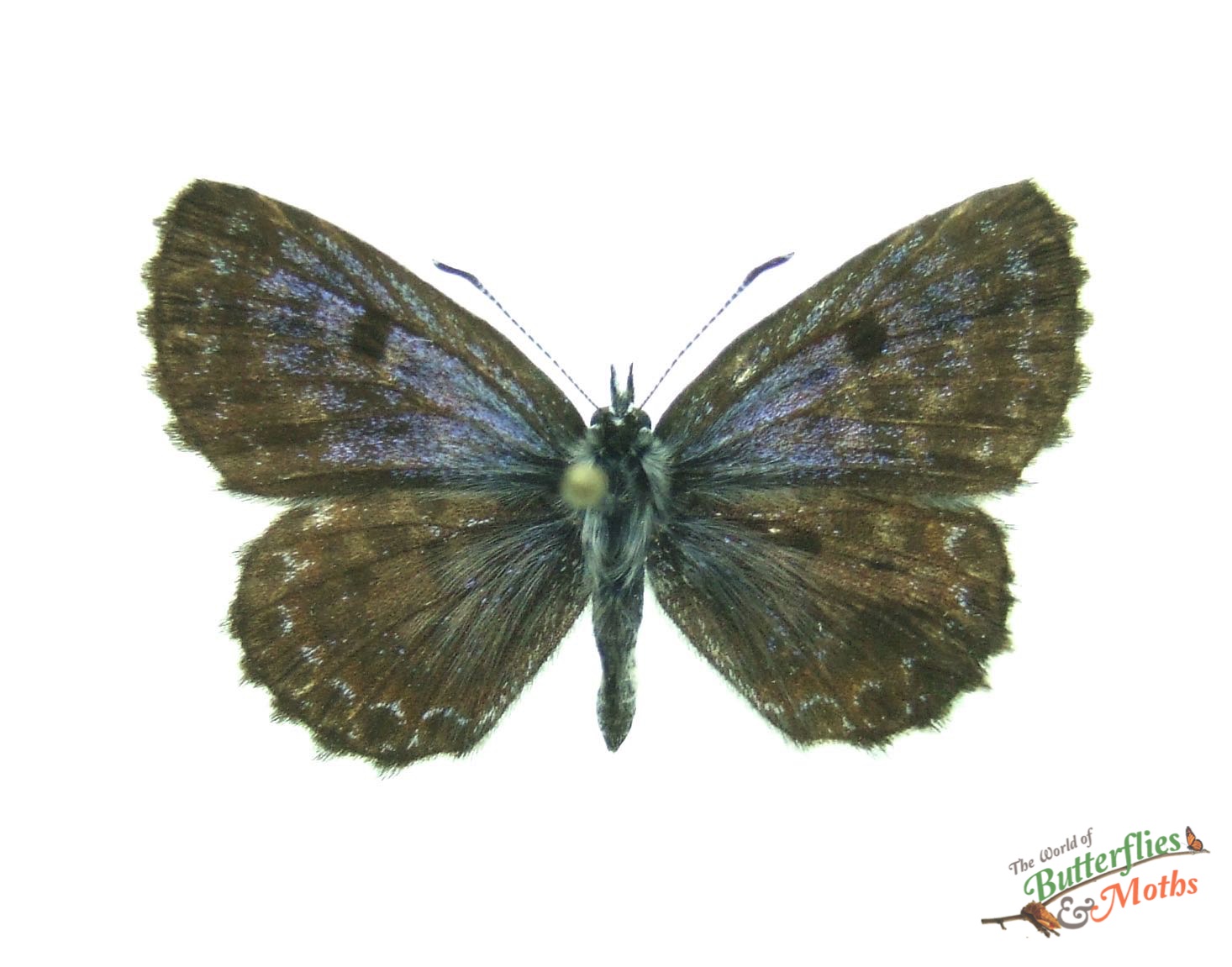 Scolitantides orion Chequered Blue FRANCE - World of Butterflies and Moths