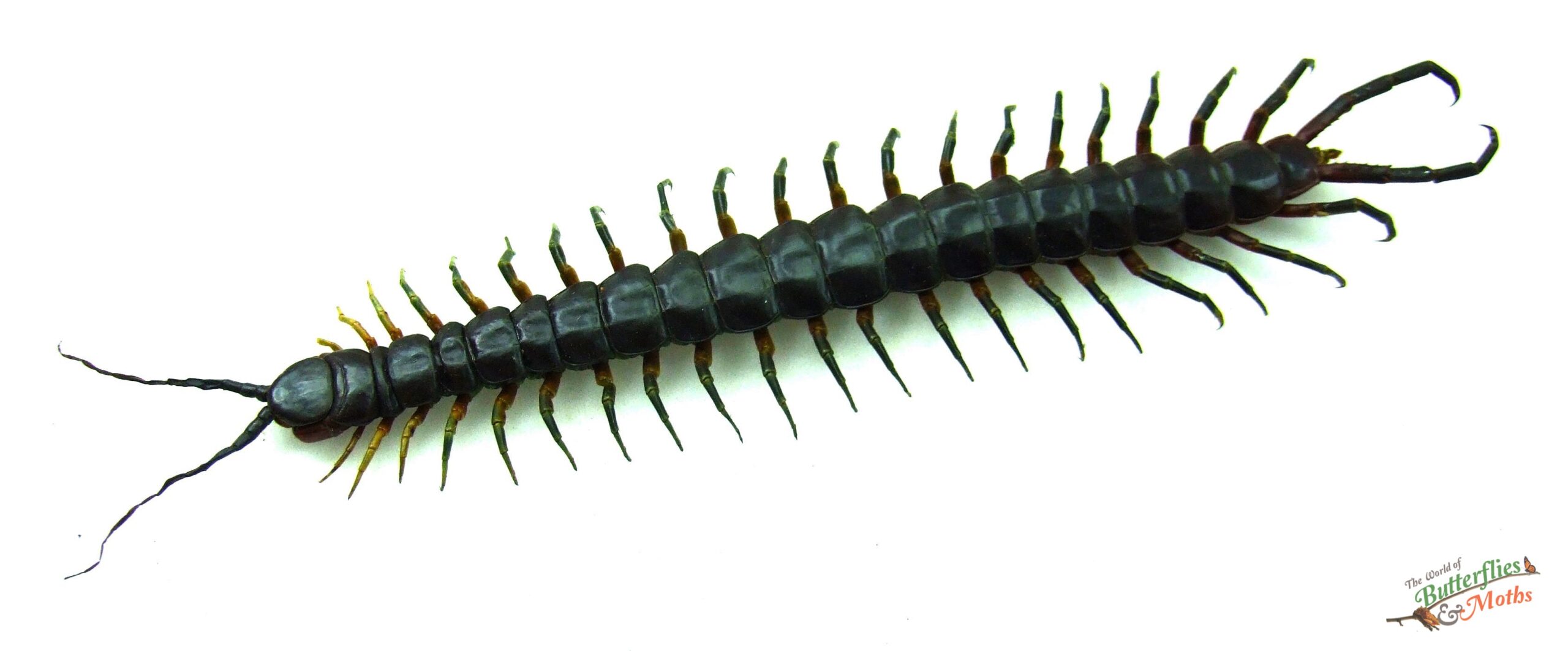 Giant Centipede Scolopendra gigantea PERU - World of Butterflies and Moths