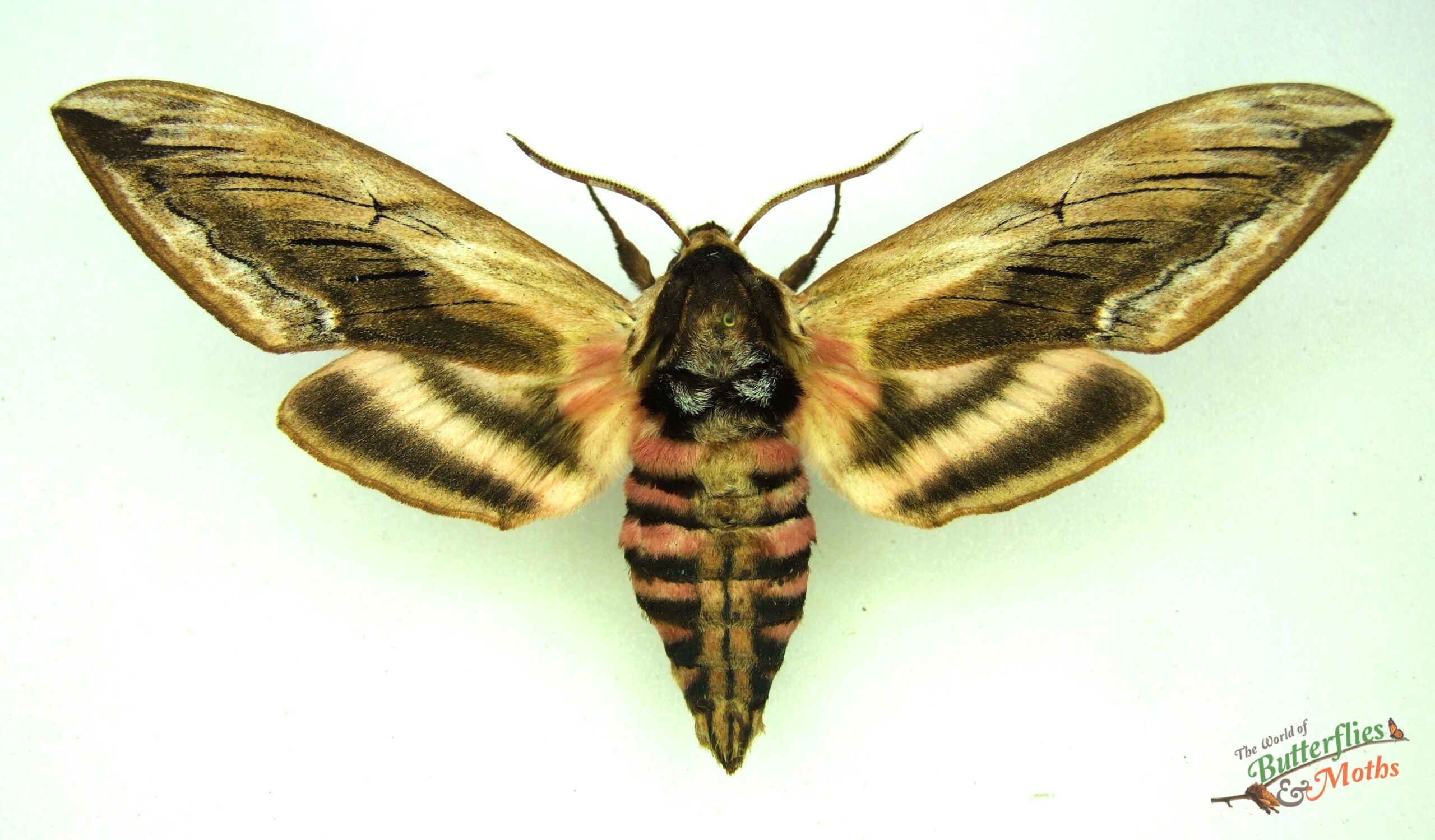 Sphinx ligustri Privet Hawk-moth - World of Butterflies and Moths