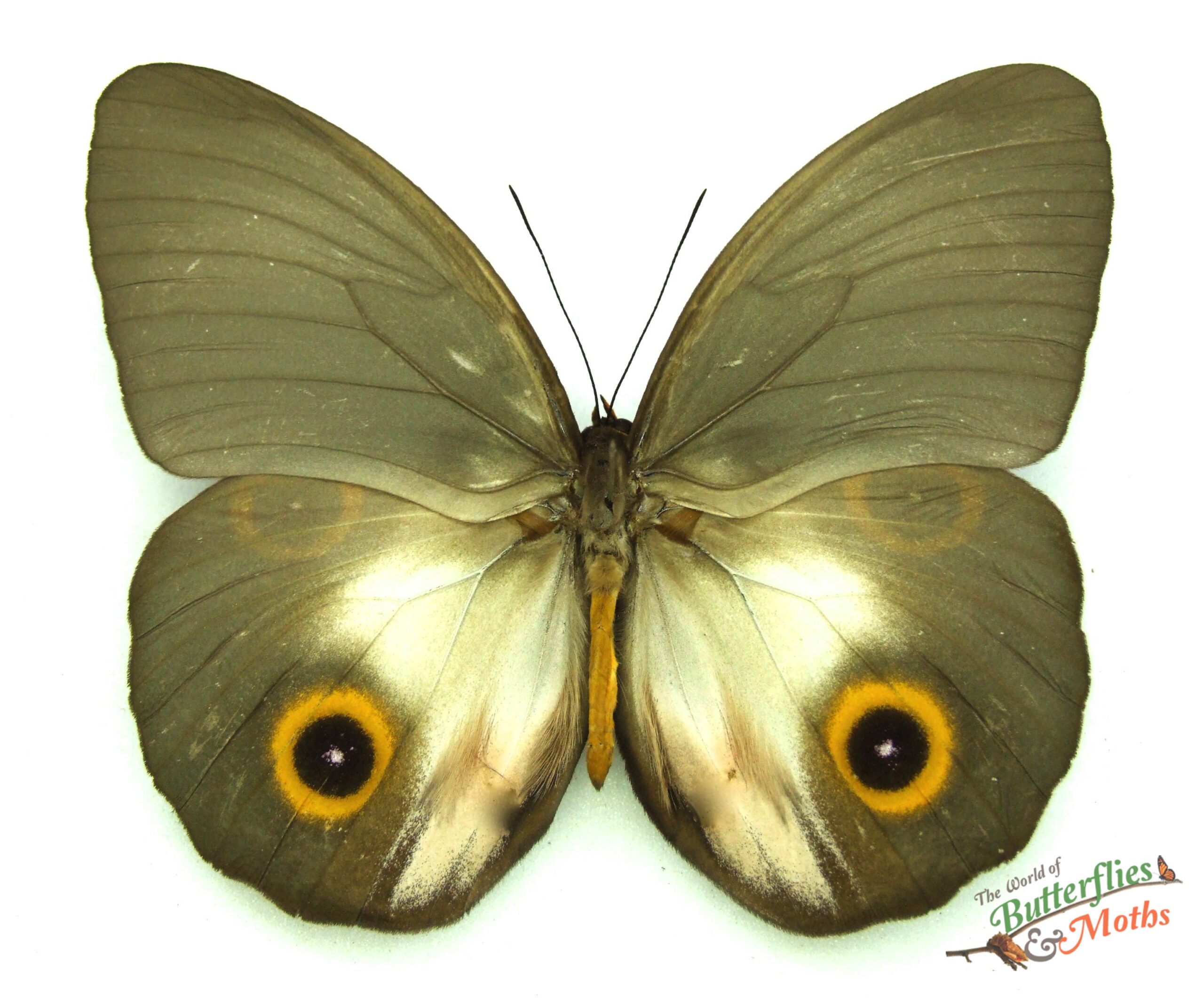Taenaris urania Owl Butterfly INDONESIA Ambon - World of Butterflies ...